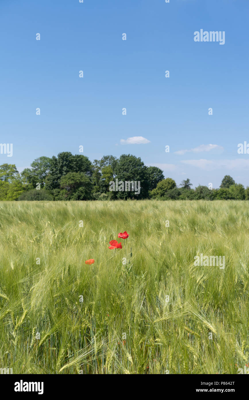 Podolia region of Ukraine, Spring landscape. Green wheat field and blue ...