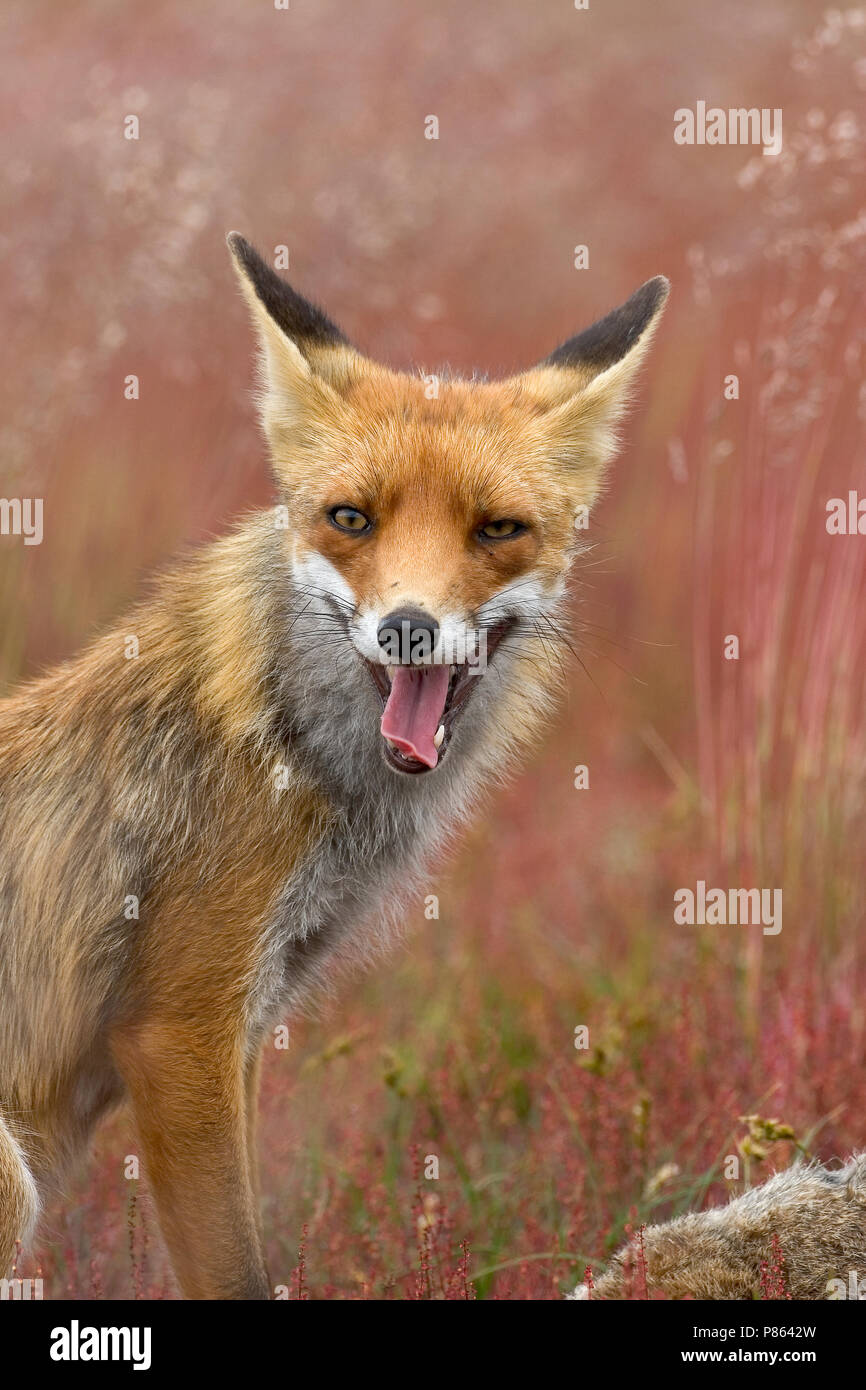 Vos; Red fox Stock Photo - Alamy