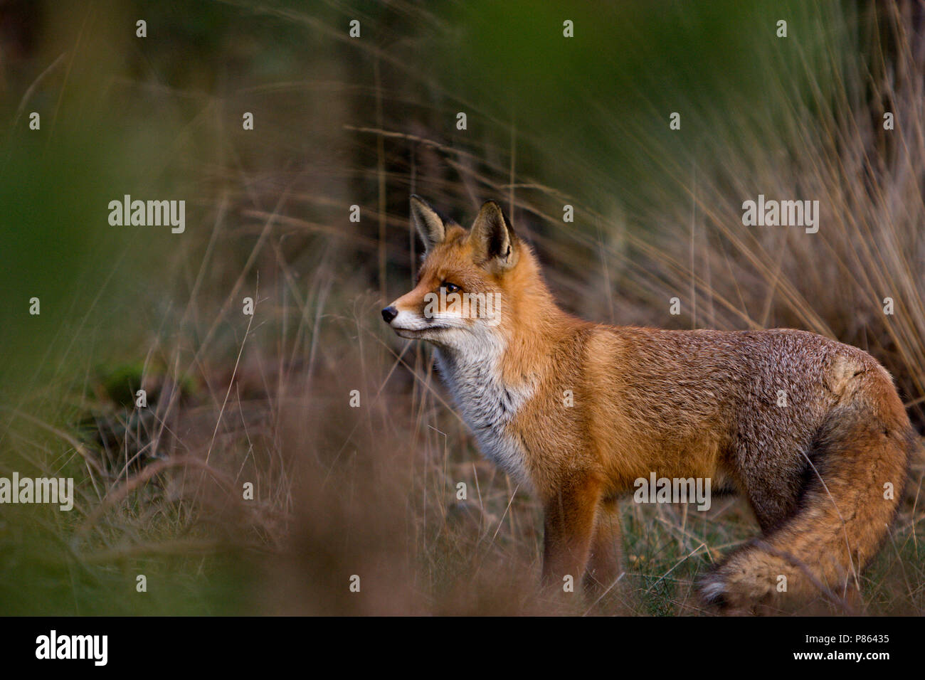 Vos in gras; Red fox in gras Stock Photo - Alamy