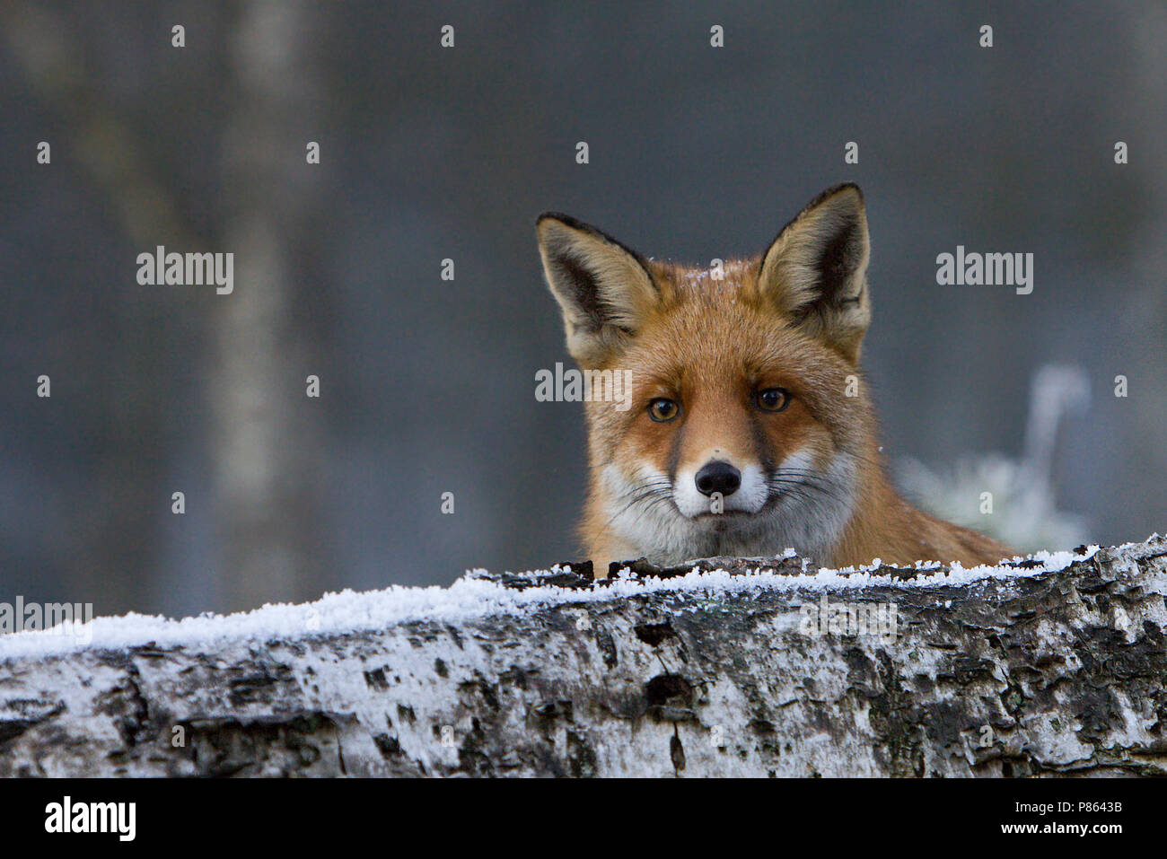 Vos in winter; Red fox in winter Stock Photo - Alamy