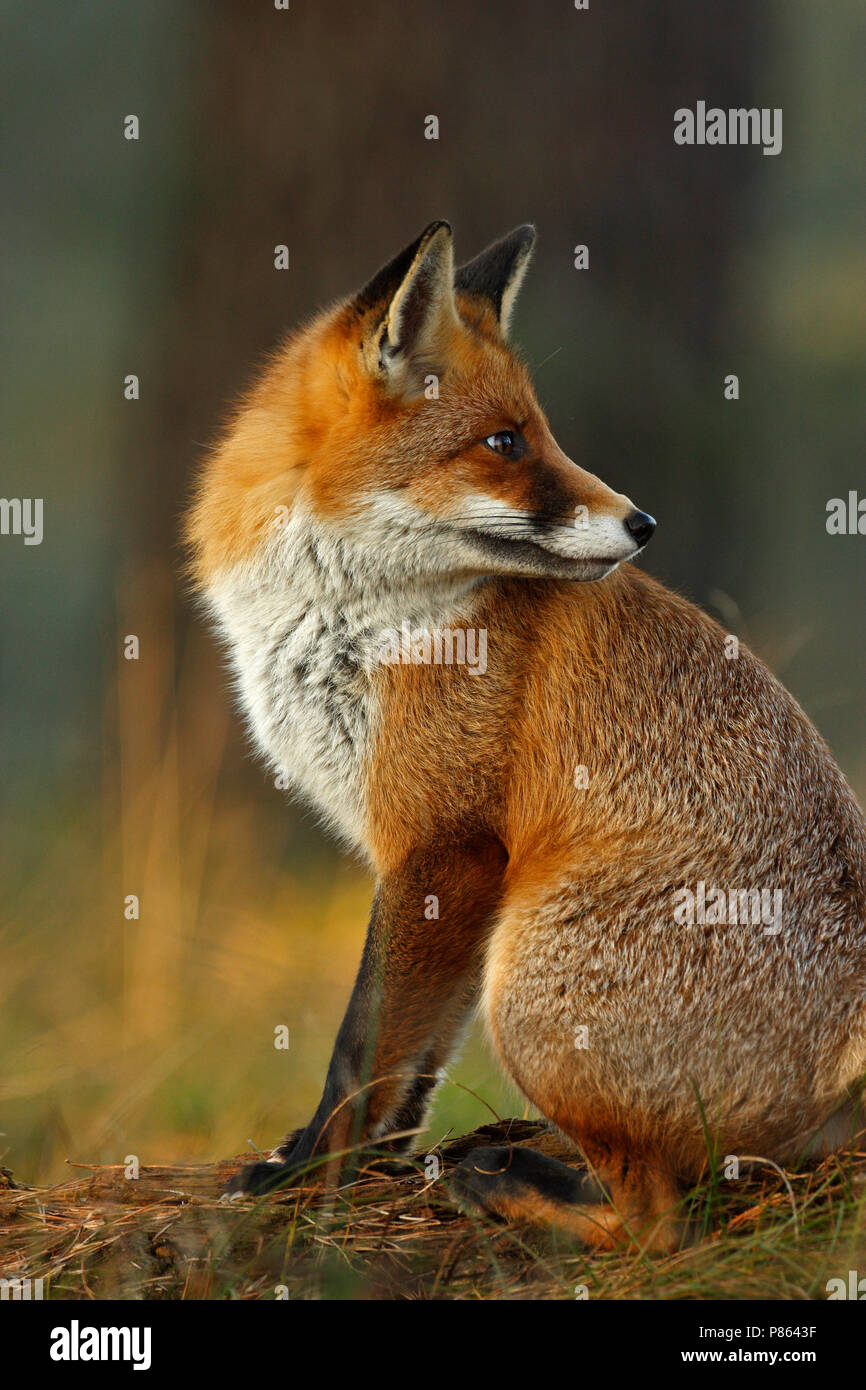 Vos in gras; Red fox in gras Stock Photo - Alamy