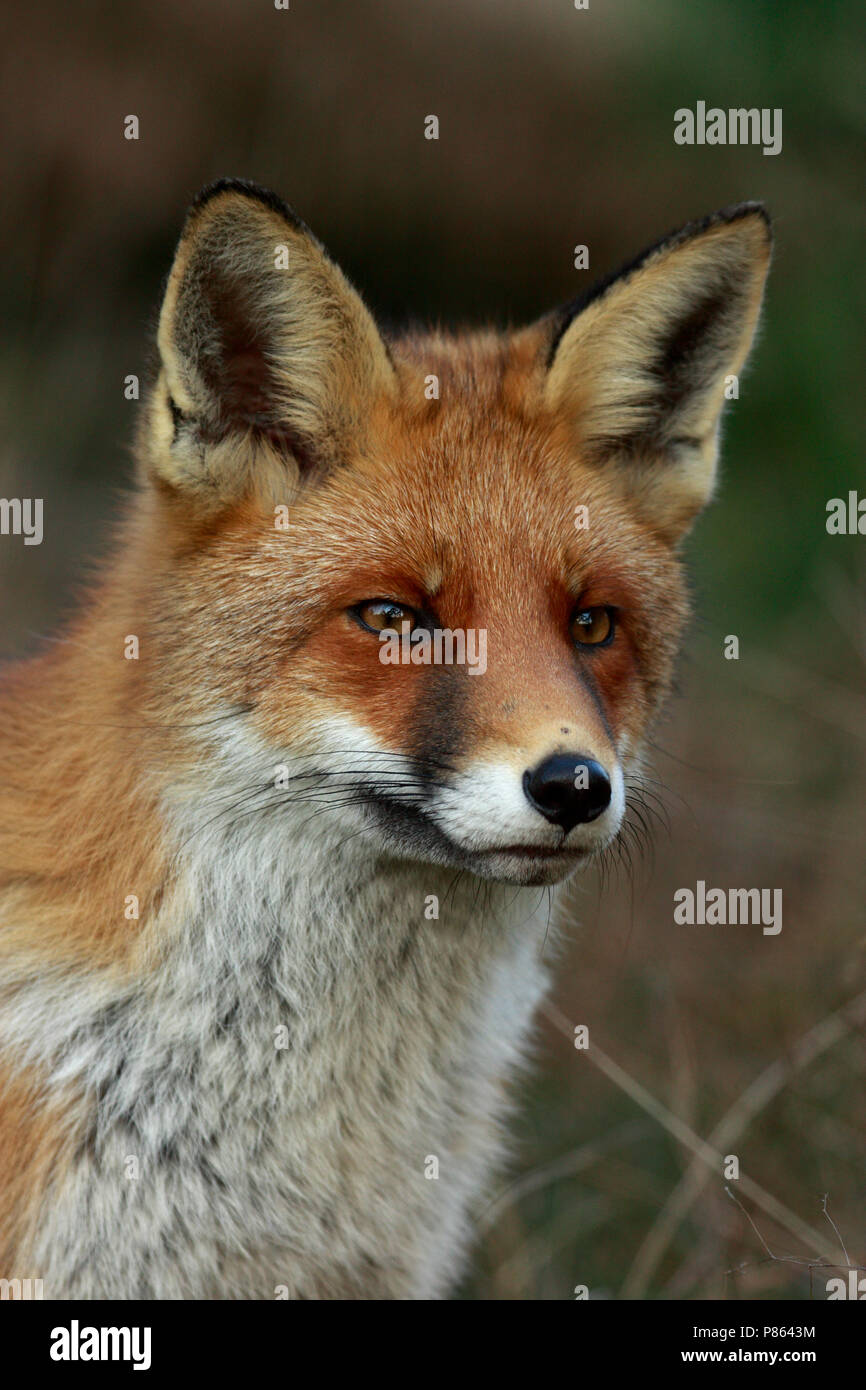 Vos close-up; Red fox close-up Stock Photo - Alamy