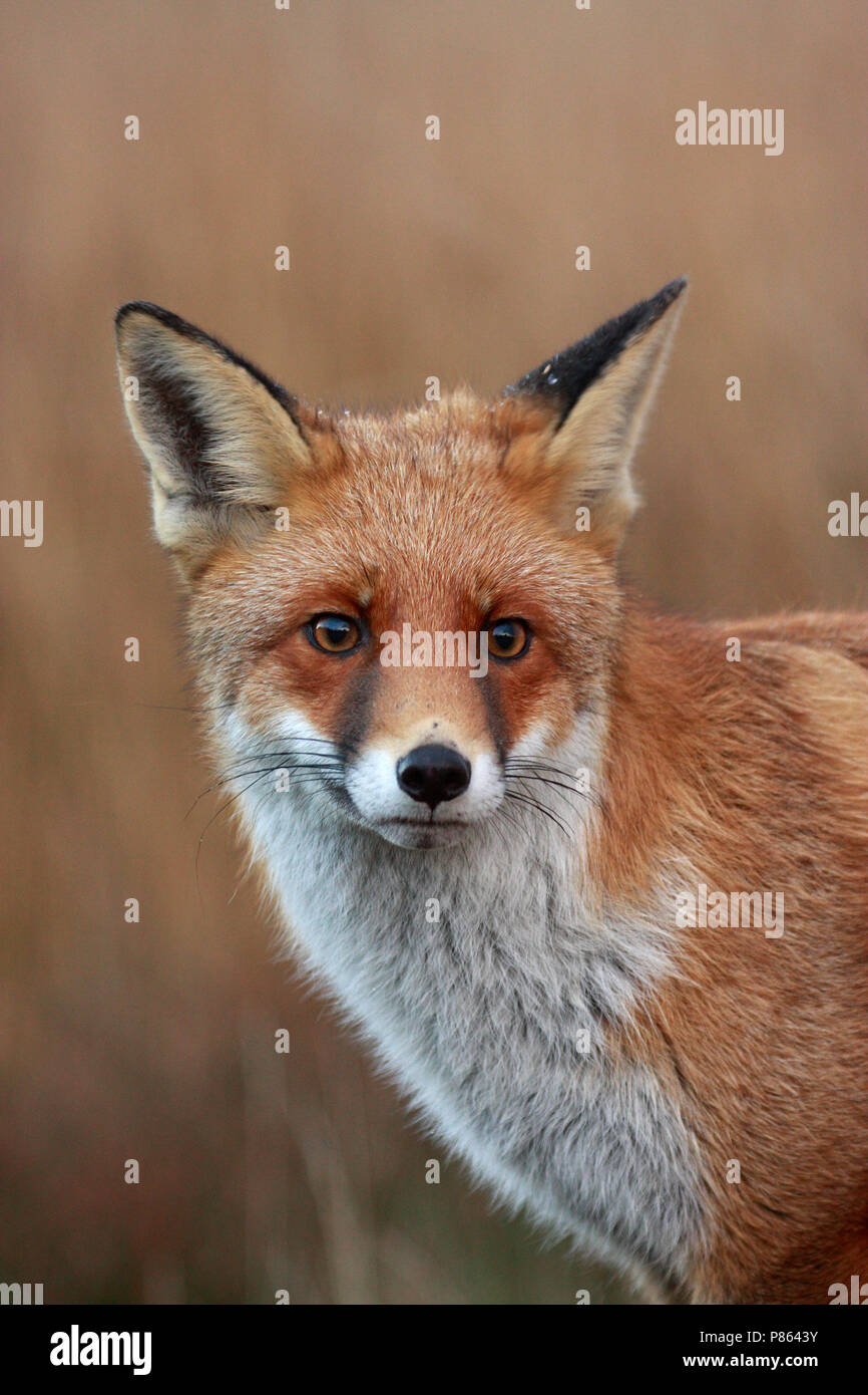 Wim wilmers hi-res stock photography and images - Alamy