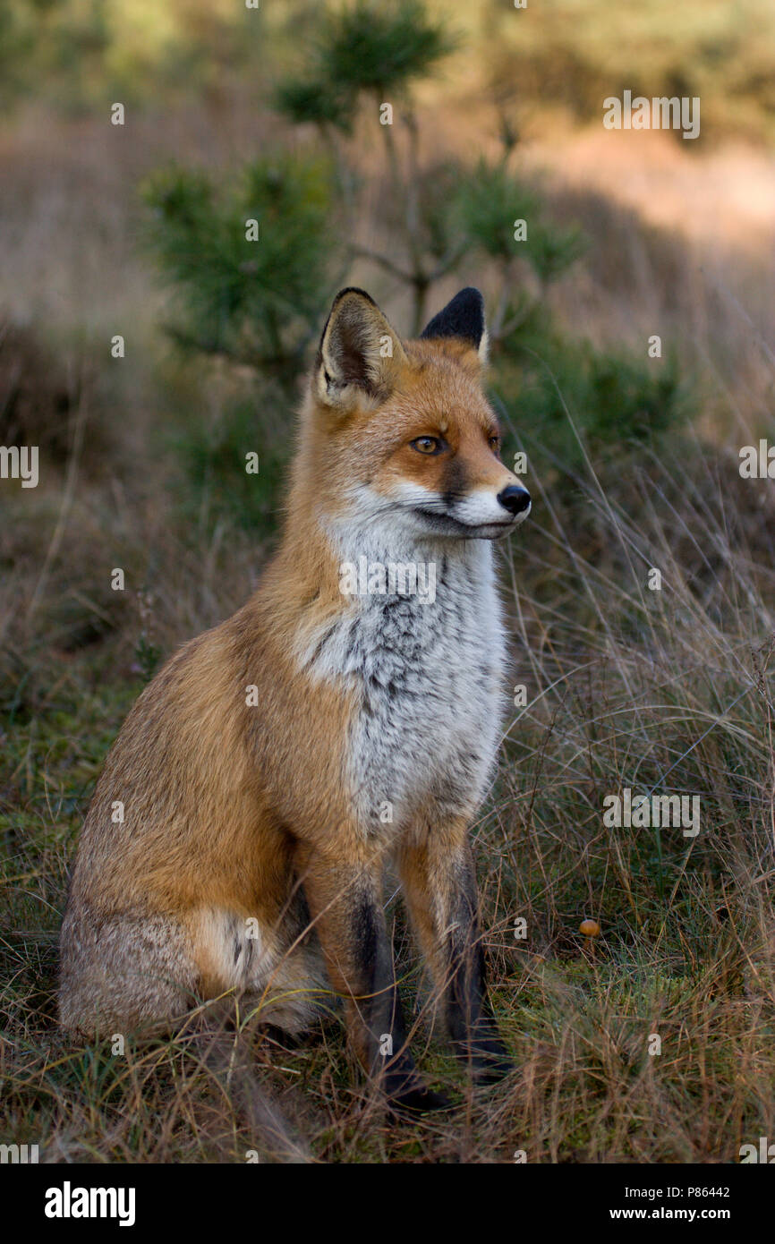Vos, Red Fox, Vulpes vulpes Stock Photo - Alamy