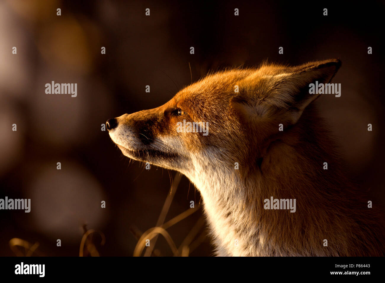 Vos, Red Fox, Vulpes vulpes Stock Photo - Alamy