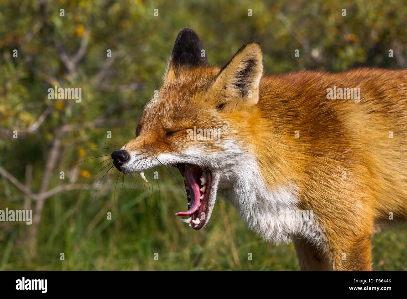 Red Fox in the Netherlands Stock Photo - Alamy