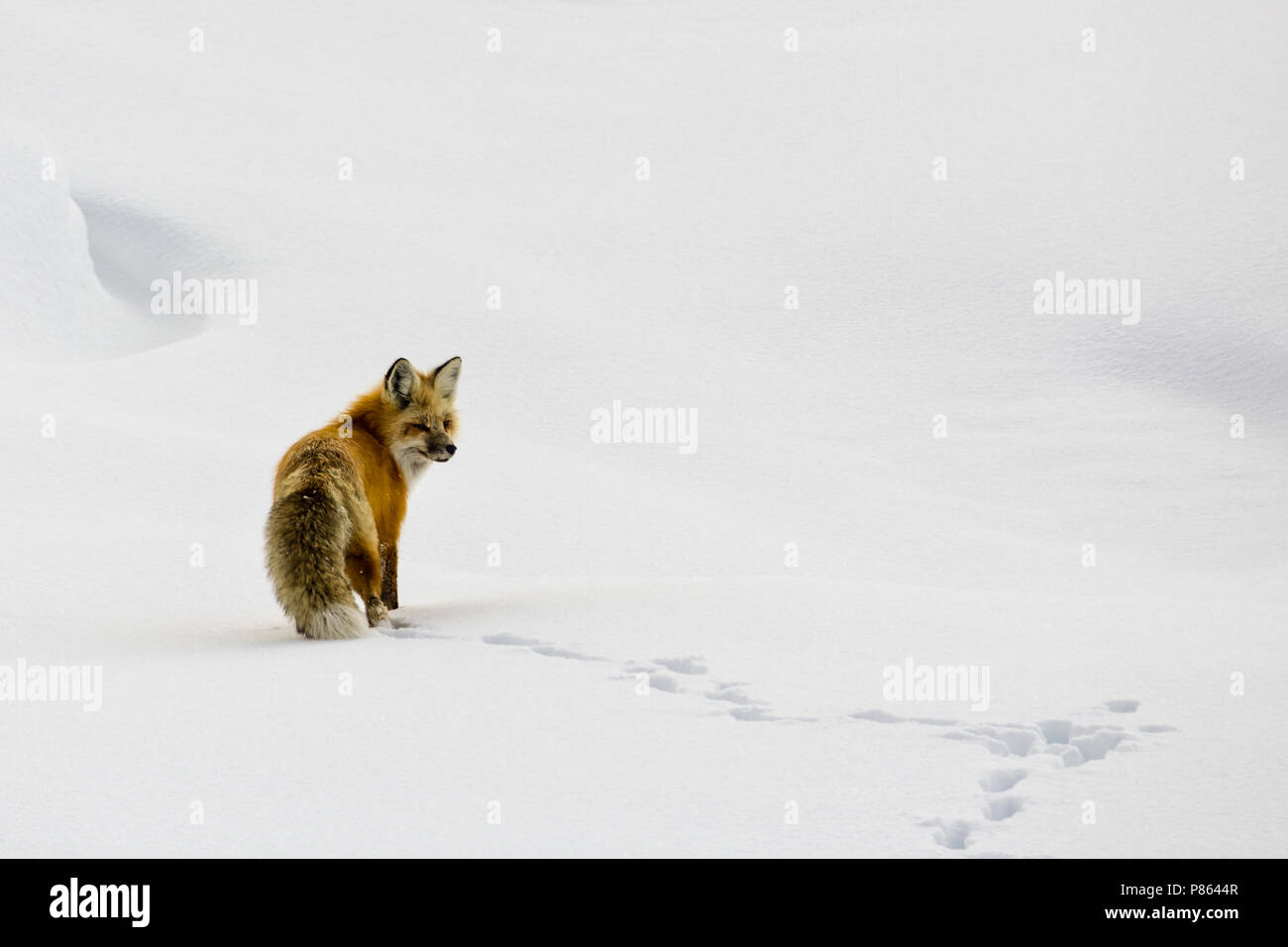 Yellowstone Red Fox High Resolution Stock Photography and Images - Alamy