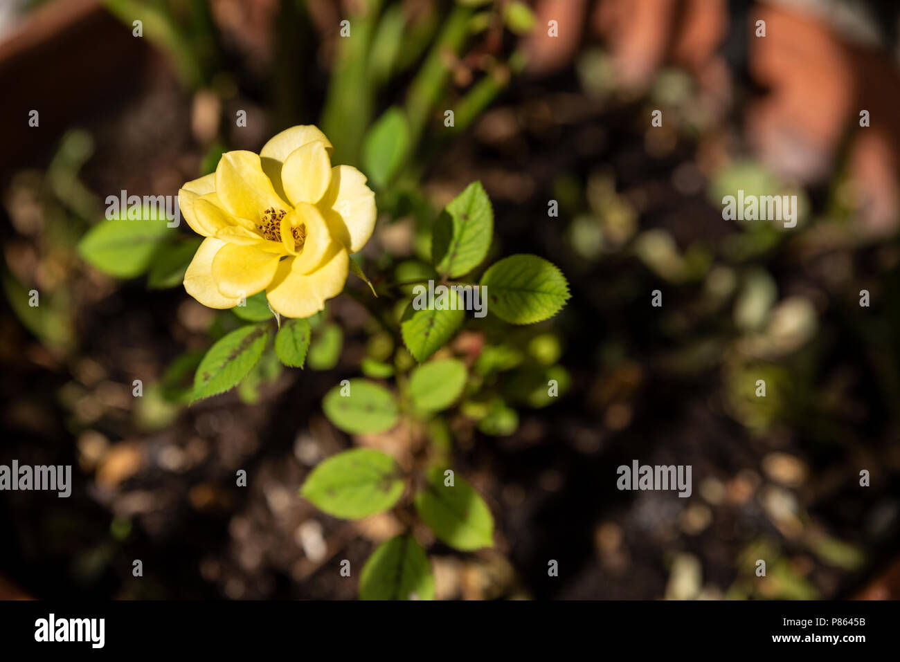 Beautiful small yellow rose blossom Stock Photo - Alamy