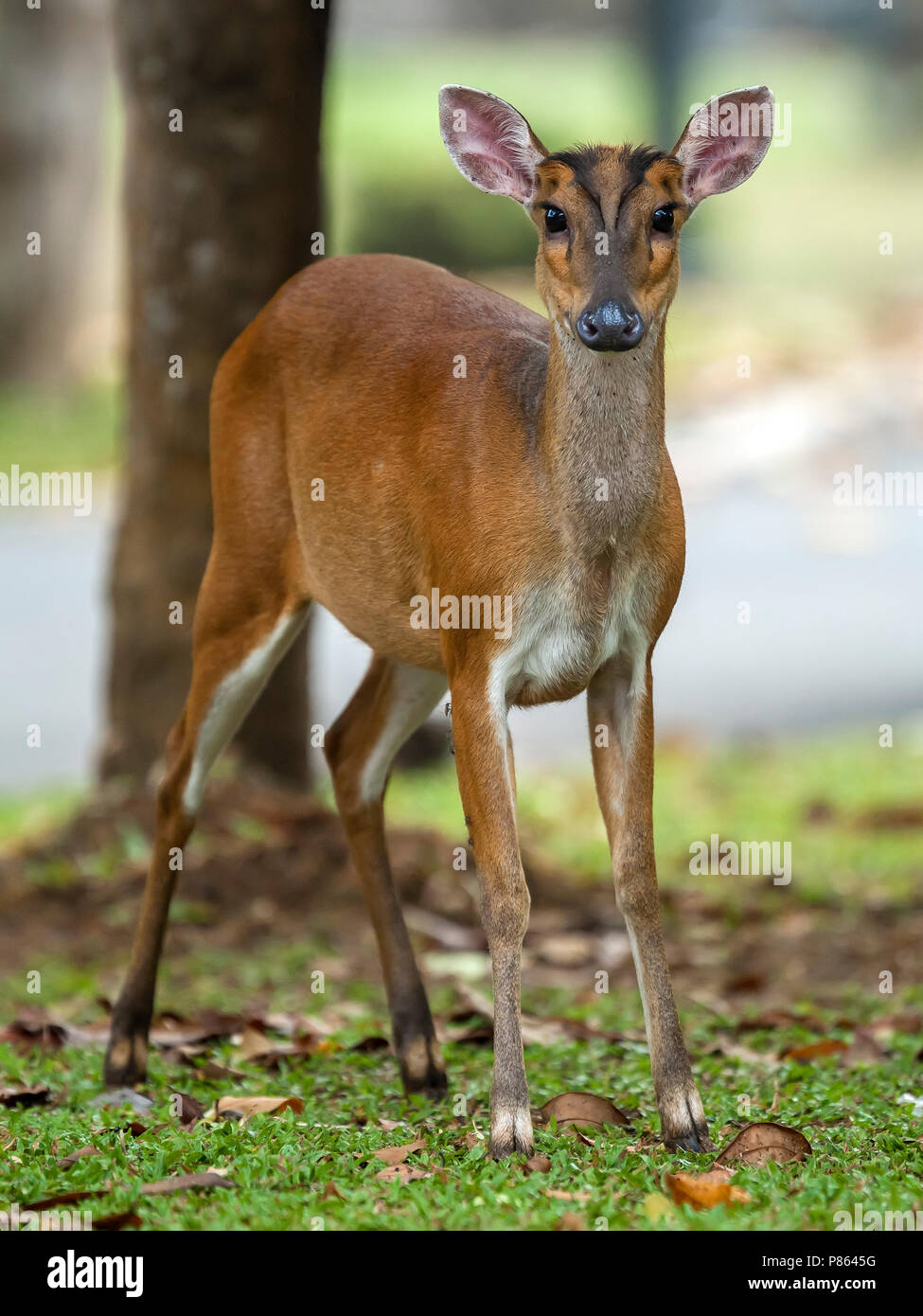 Female Red Muntjac sitting along the road in Khao Yai NP, Thailand ...