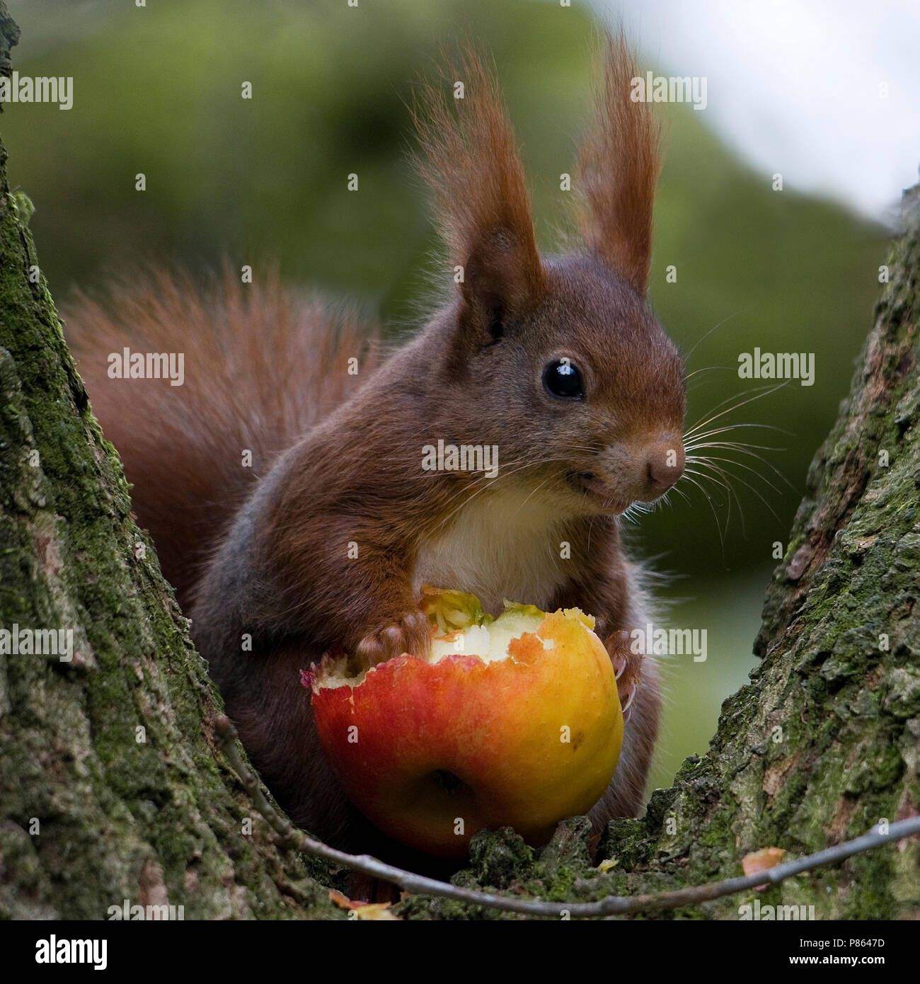 Squirel apple hi-res stock photography and images - Alamy