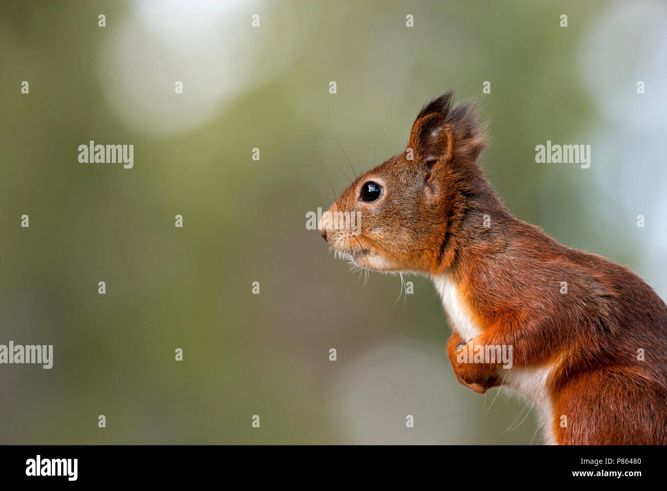 Close up red squirrel hi-res stock photography and images - Alamy