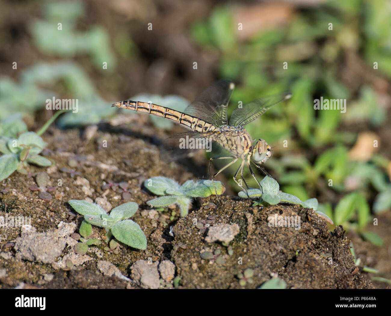Closeup macro detail of wandering glider dragonfly Pantala flavescens ...