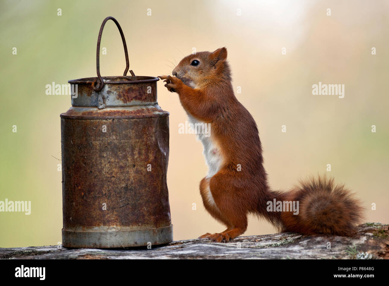 Eekhoorn onderzoekt metalen bus; Red Squirrel inspecting can Stock ...