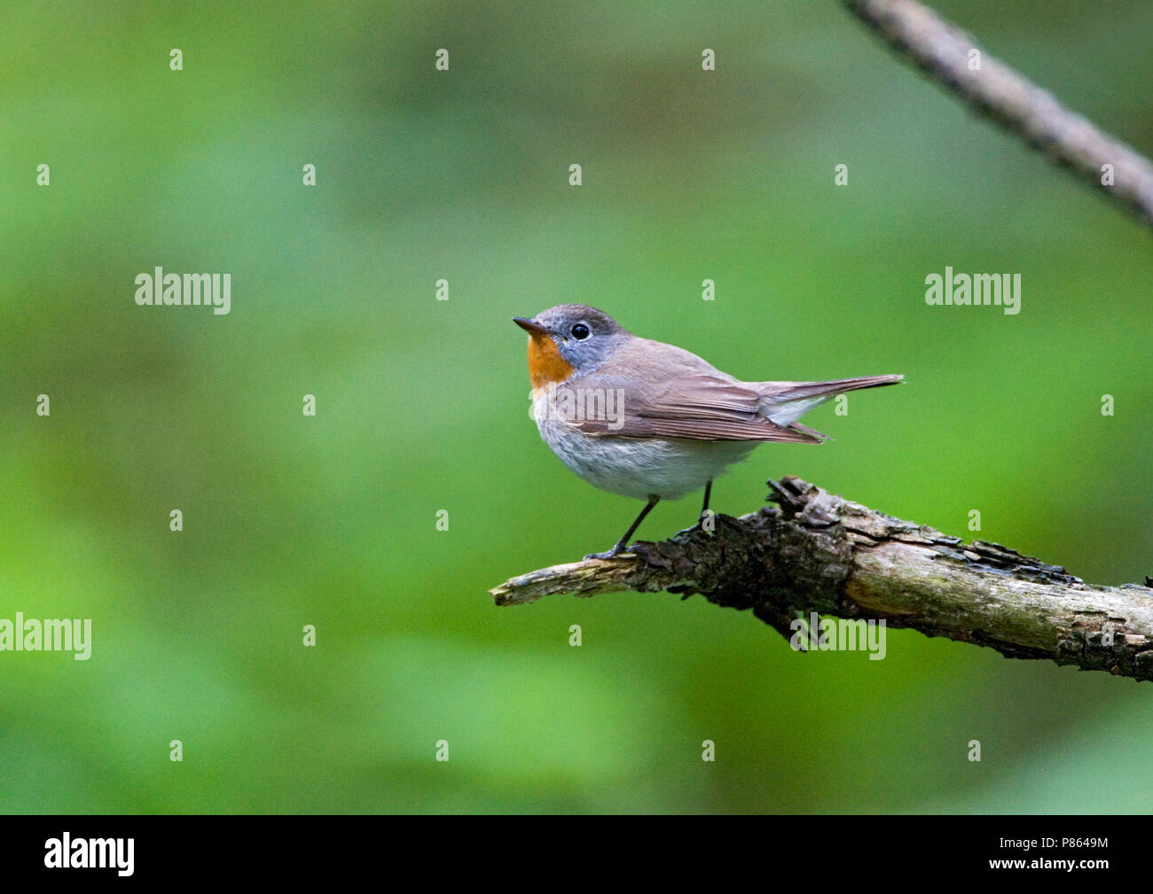 Red breasted flycatcher hi-res stock photography and images - Alamy