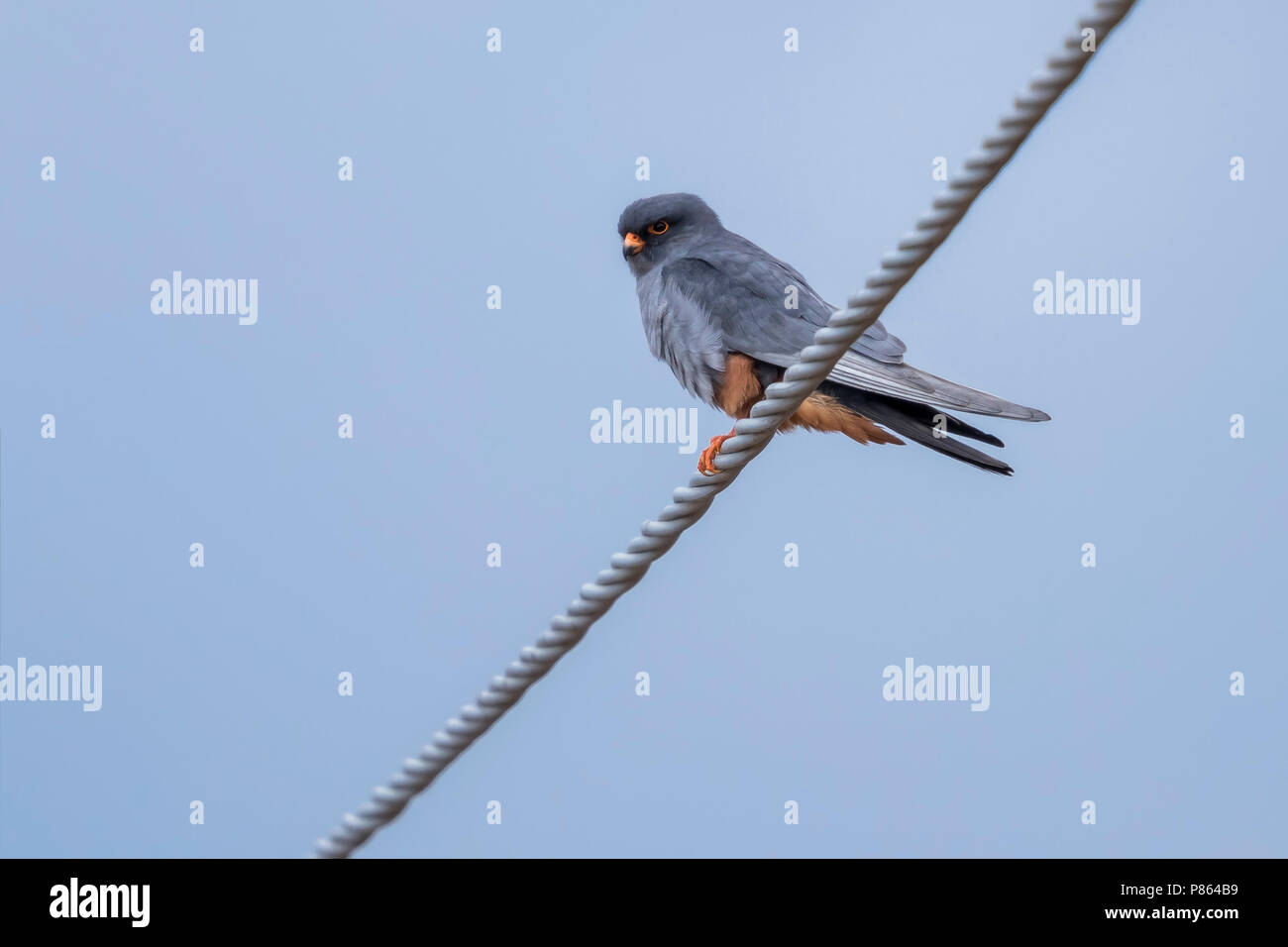 Poot the wire hi-res stock photography and images - Alamy