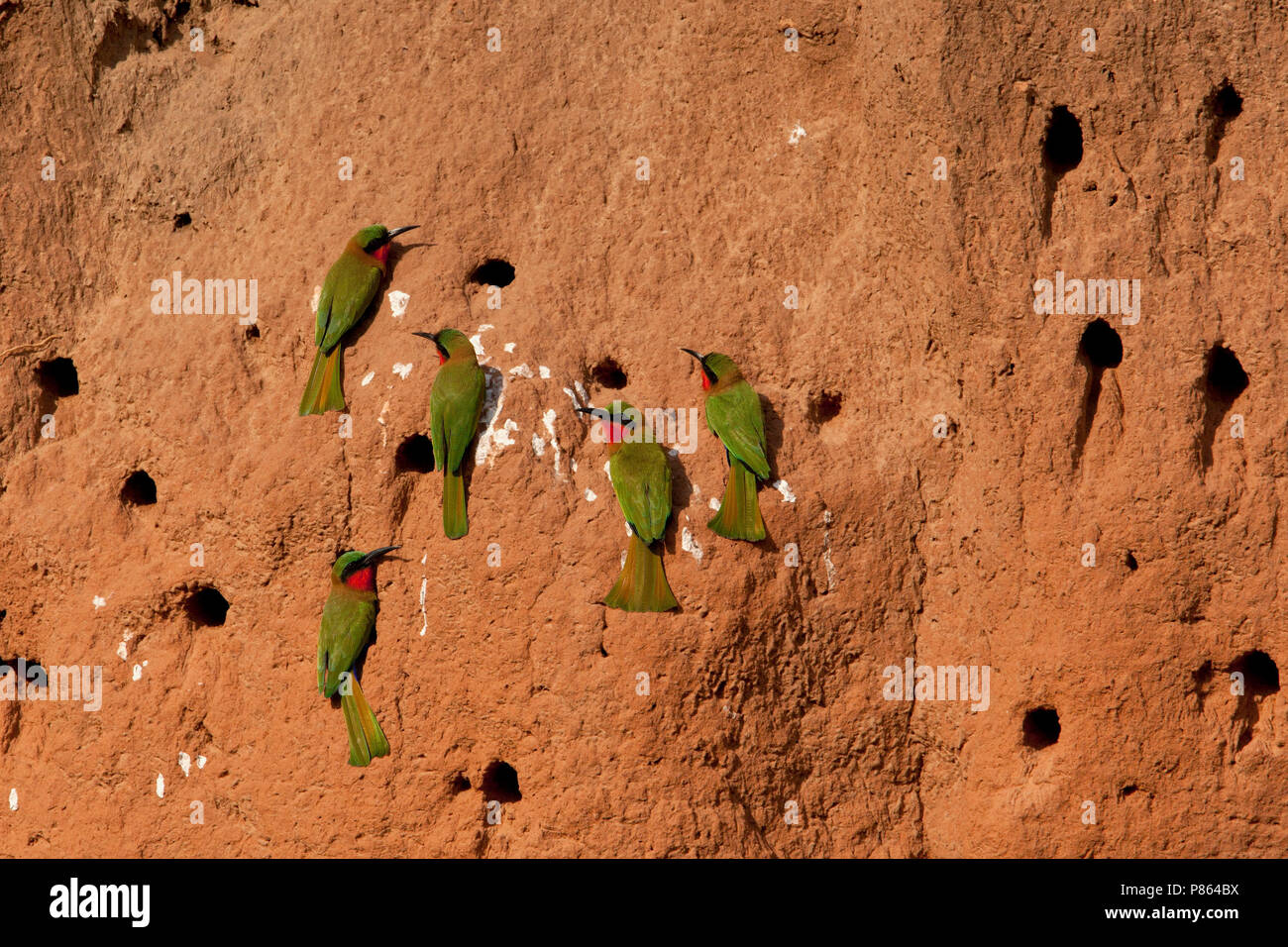 Red bee eaters hi-res stock photography and images - Alamy