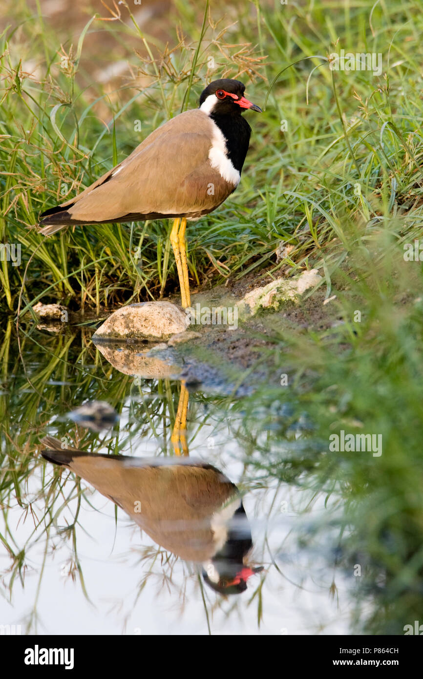 Red wattled plover hi-res stock photography and images - Alamy