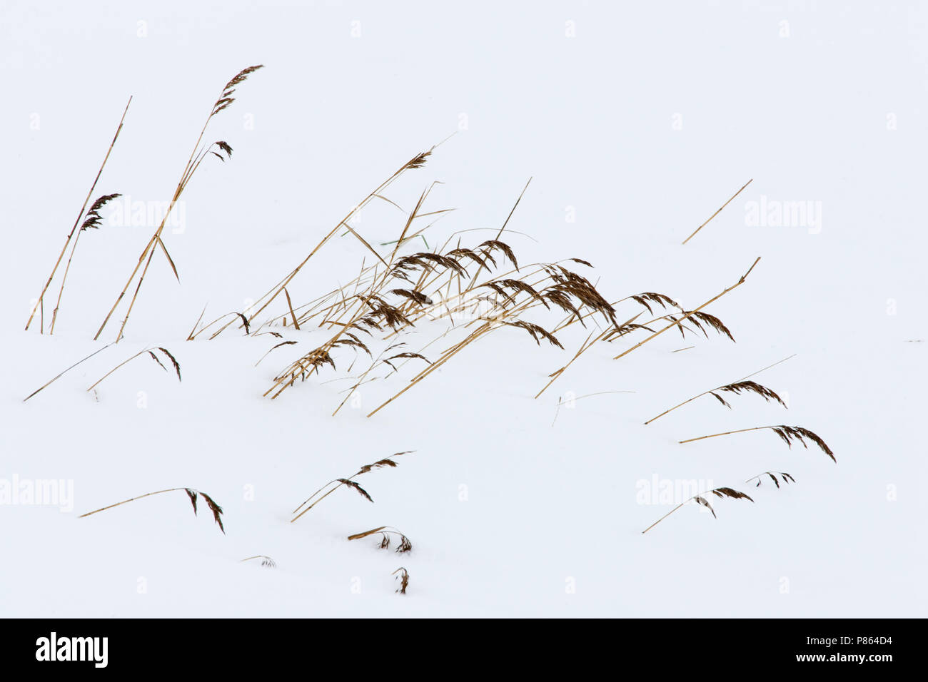 Snow In The Reed High Resolution Stock Photography and Images - Alamy
