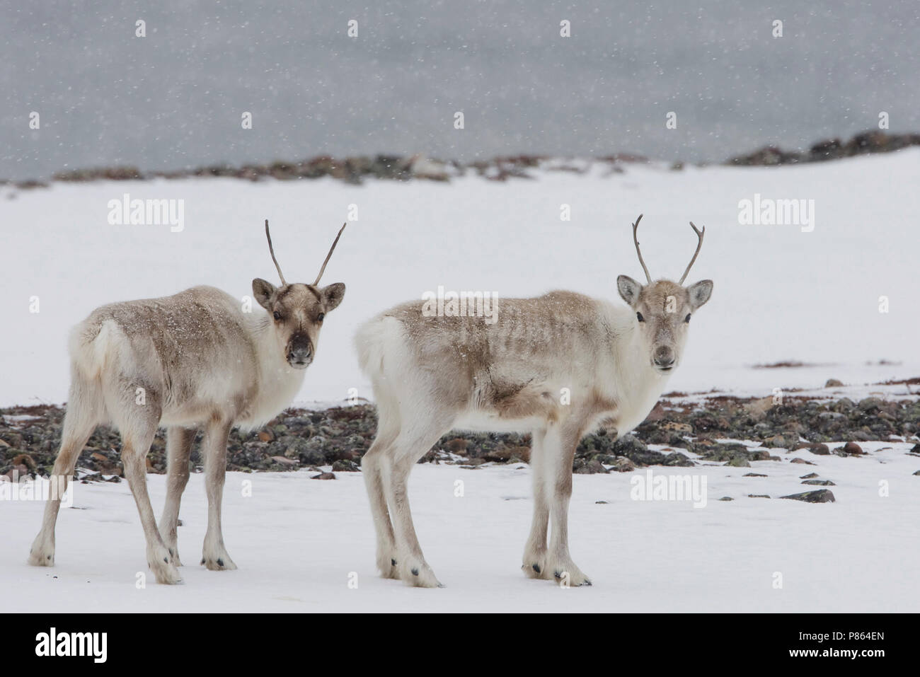 Rendier in de sneeuw; Reindeer in snow Stock Photo - Alamy