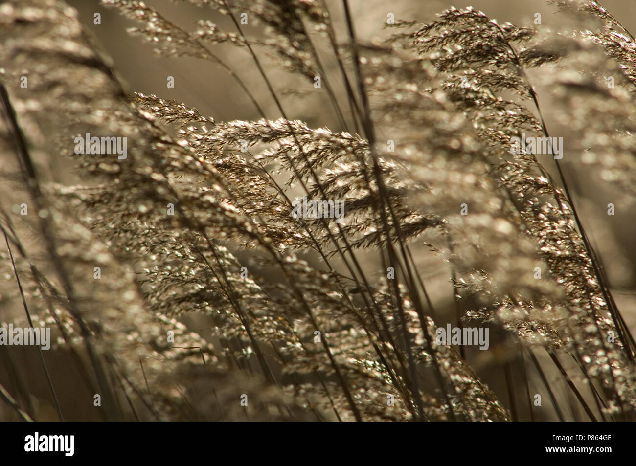 Reed panicles in winter ,Rietpluimen in de winter Stock Photo - Alamy