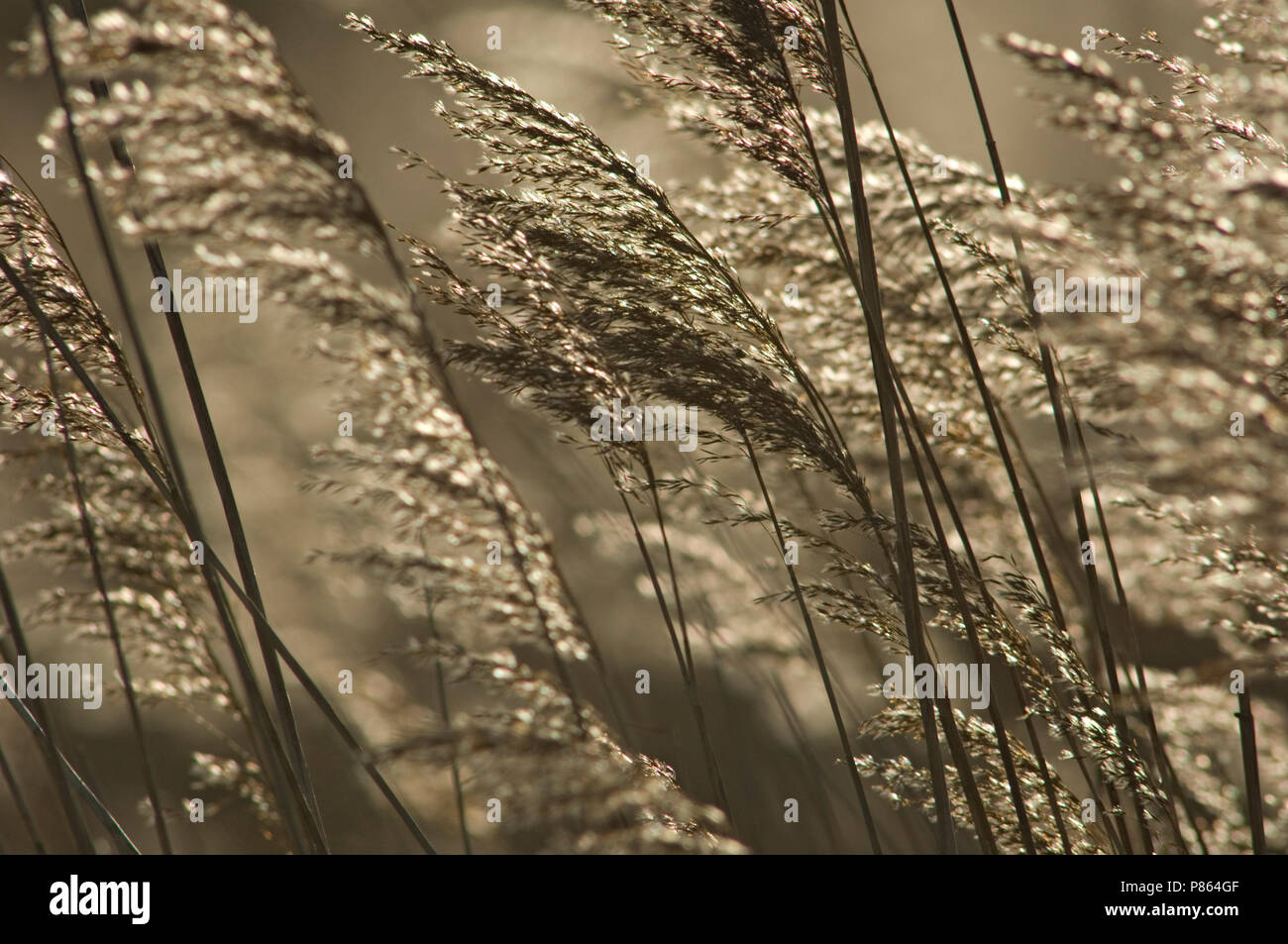 Reed panicles in winter ,Rietpluimen in de winter Stock Photo - Alamy