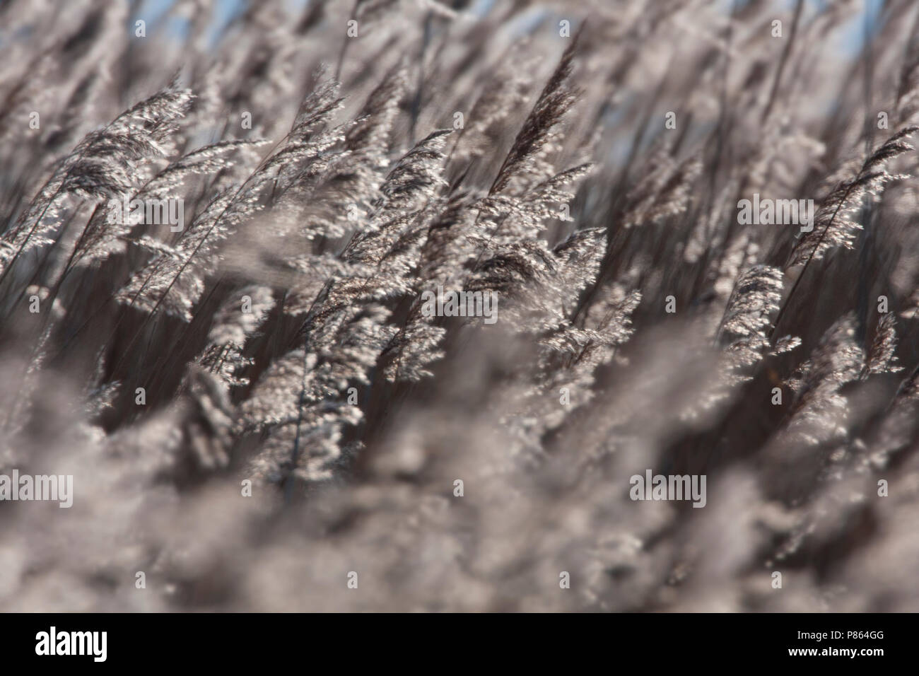 Panicles hi-res stock photography and images - Alamy