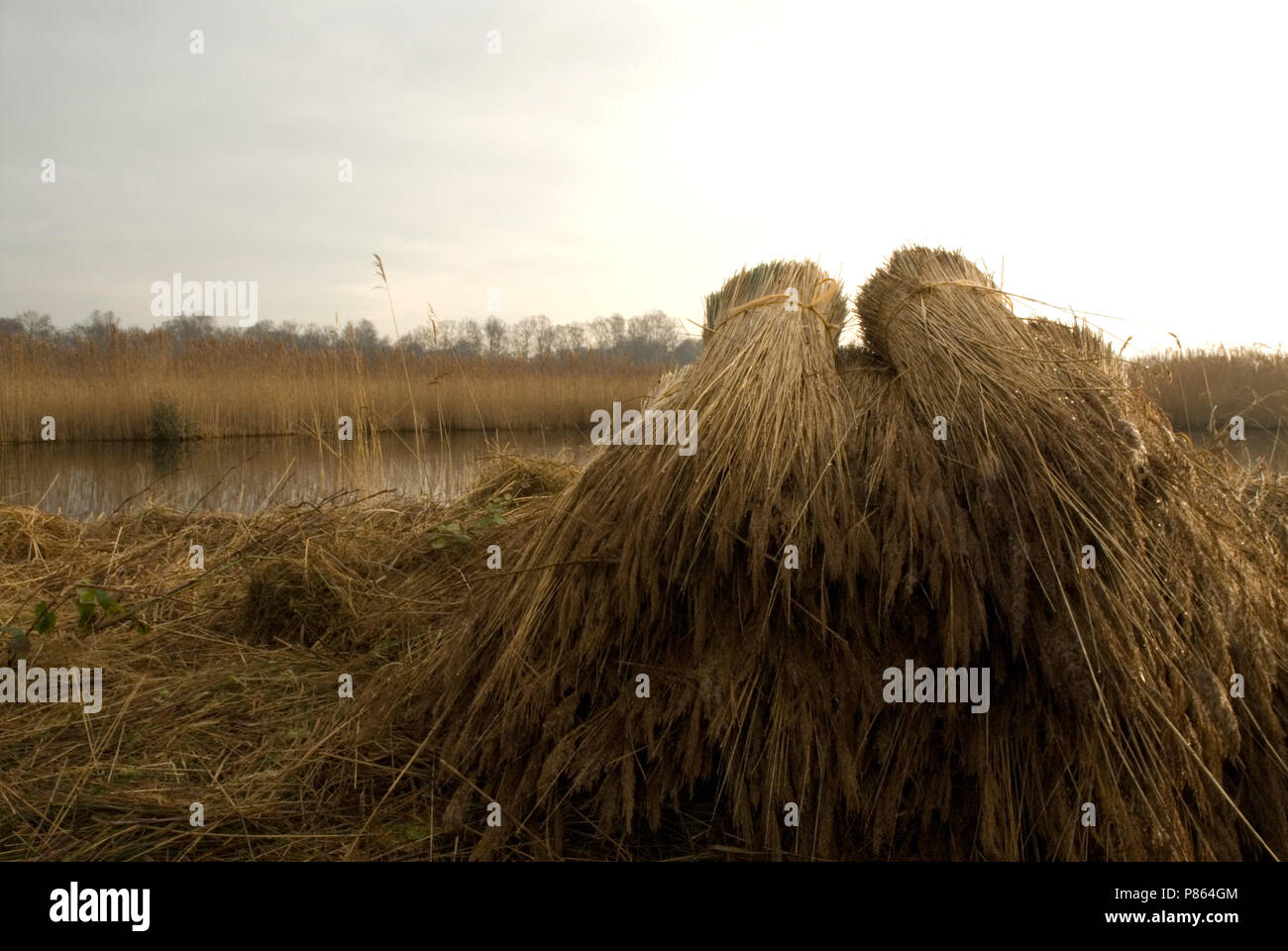 Reedbundles hi-res stock photography and images - Alamy