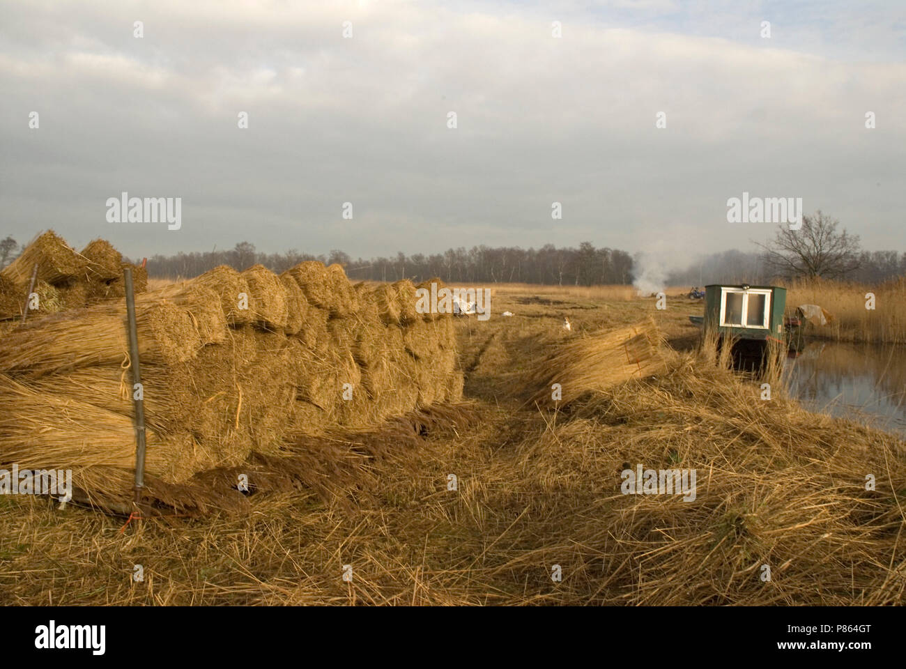 Reedbundles hi-res stock photography and images - Alamy