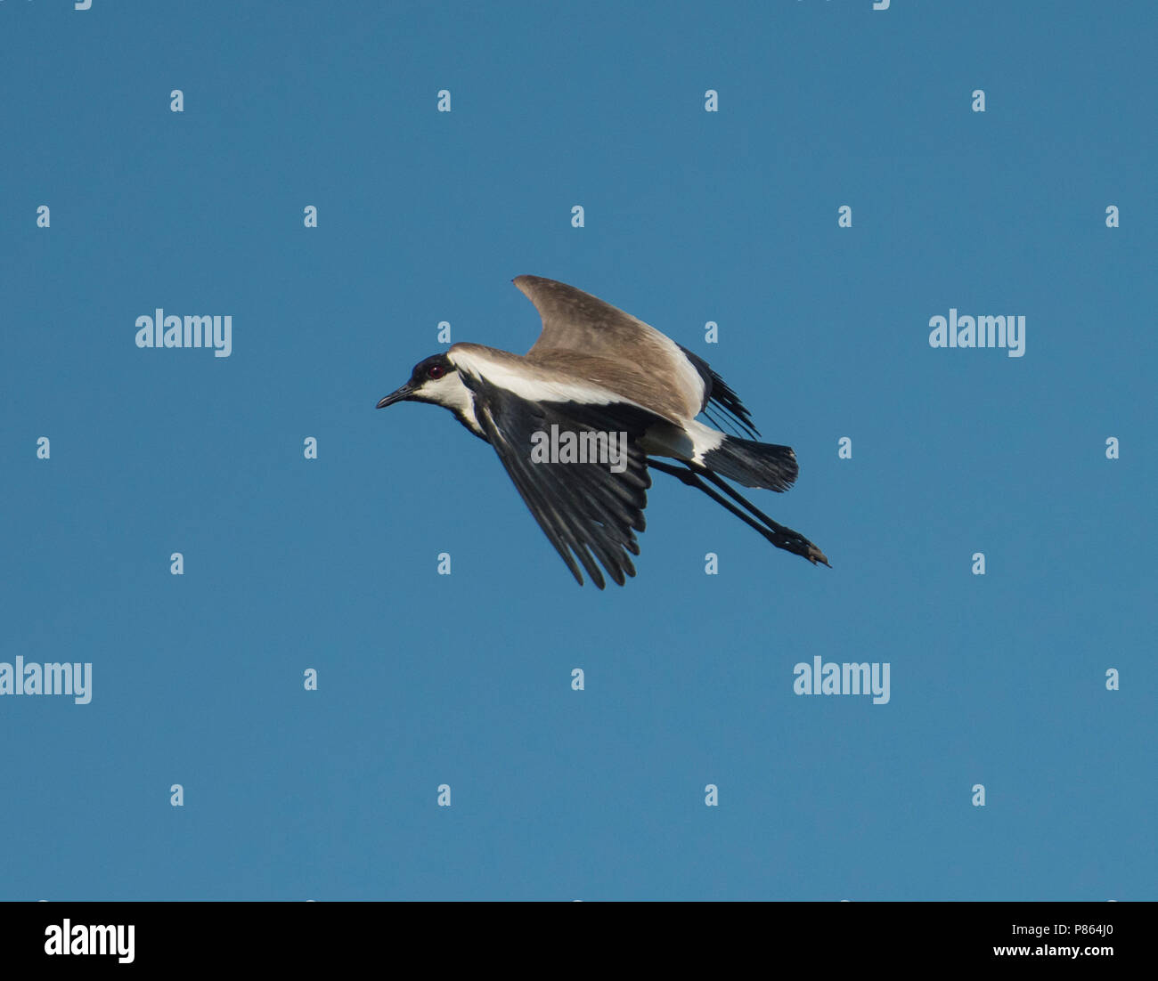 Spur-winged lapwing plover Vanellus spinosus wild bird in flight Stock ...