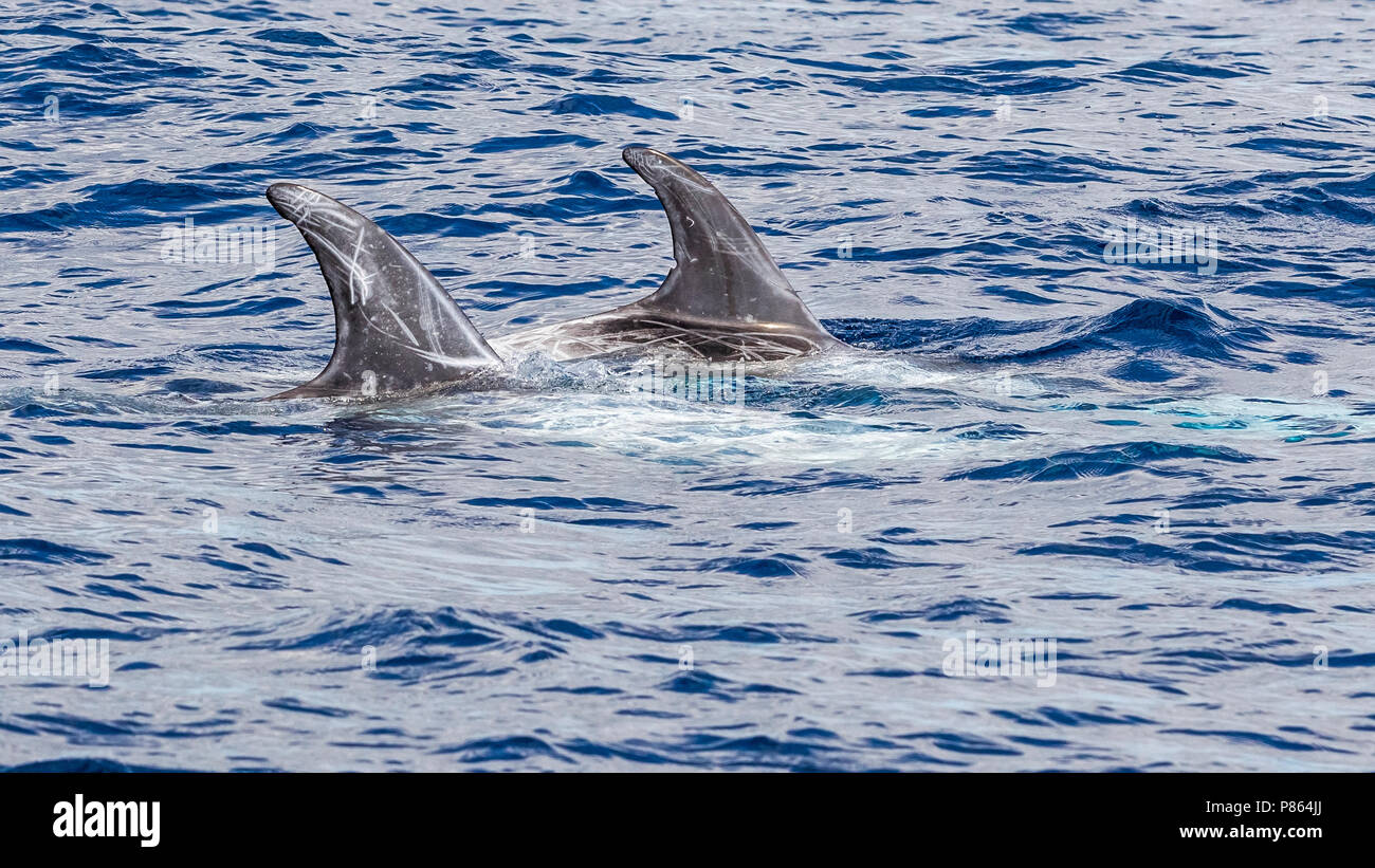Azores dolphin hi-res stock photography and images - Alamy