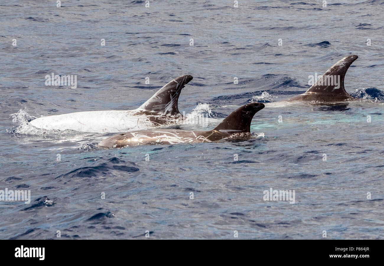 Azores dolphin hi-res stock photography and images - Alamy