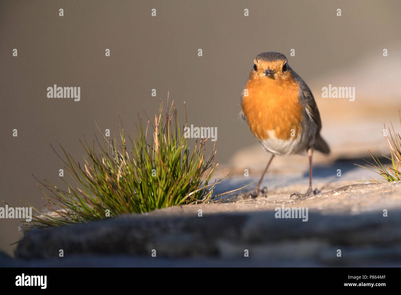 Adult European Robin (Erithacus rubecula) in late winter in on a rock ...