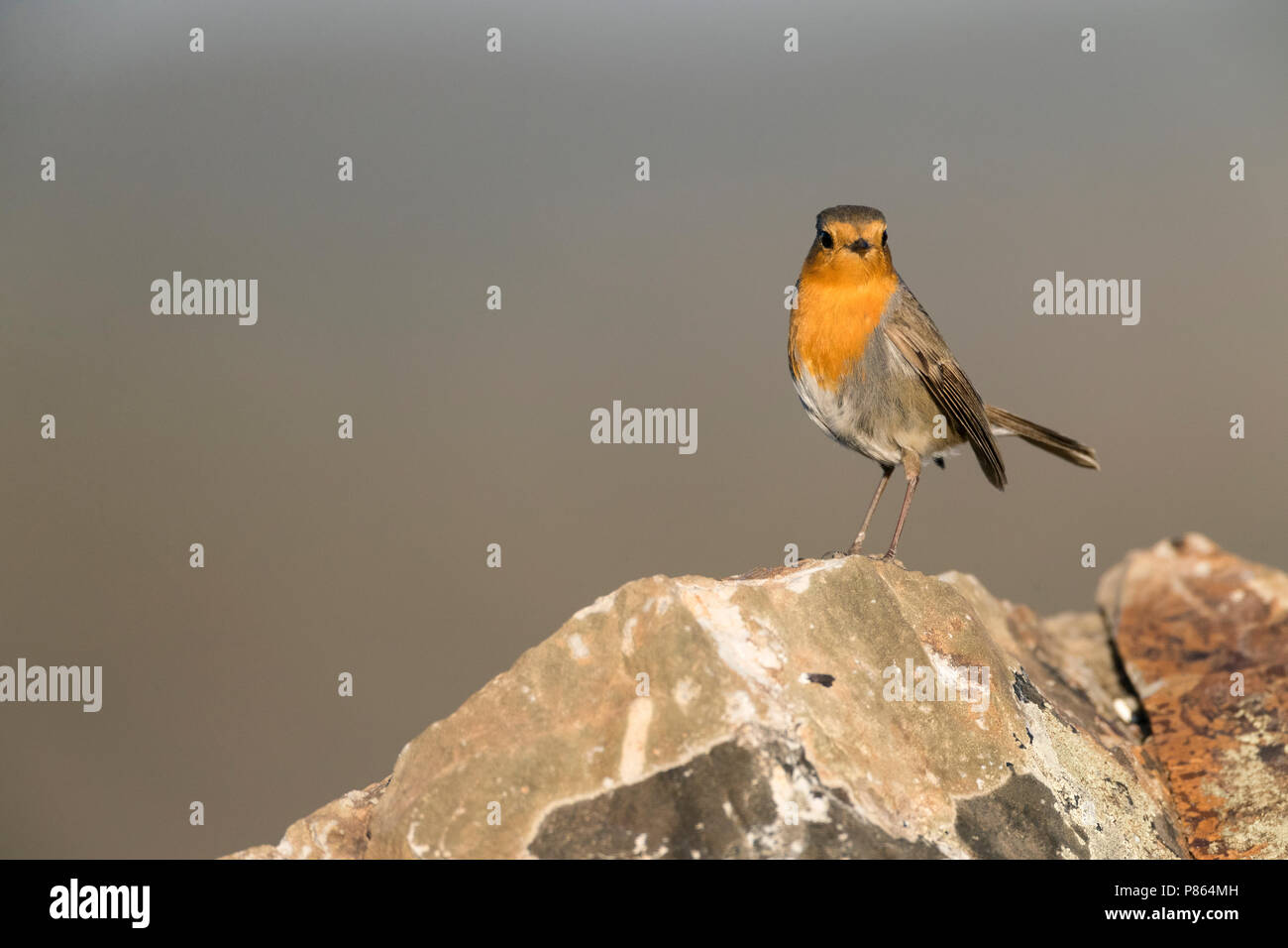Adult European Robin (Erithacus rubecula) in late winter in on a rock ...