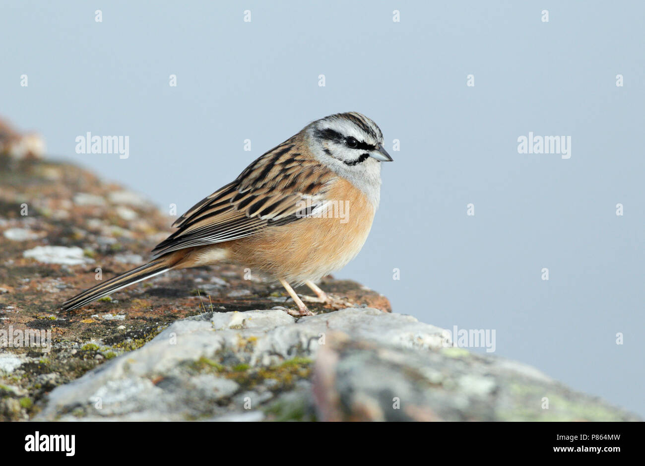 Rock Bunting (Emberiza cia) male Stock Photo - Alamy