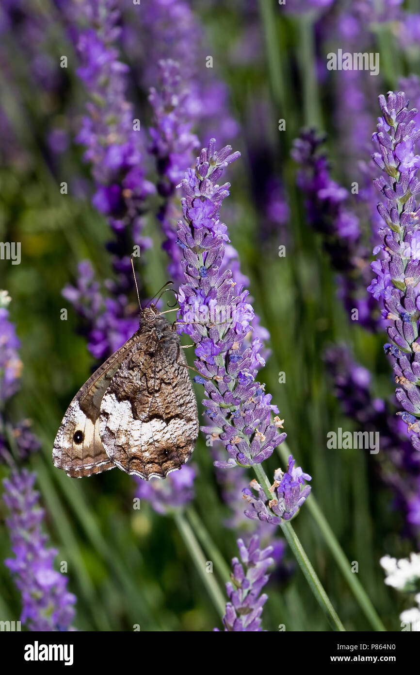 Boswachter hi-res stock photography and images - Alamy