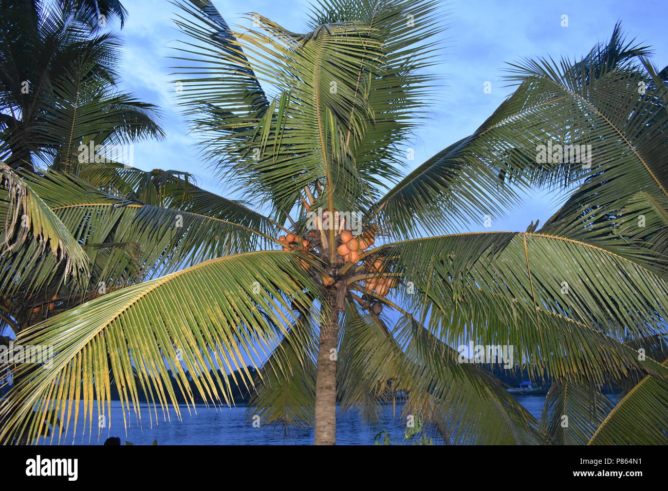 A bunch of coconuts from the farm Stock Photo - Alamy