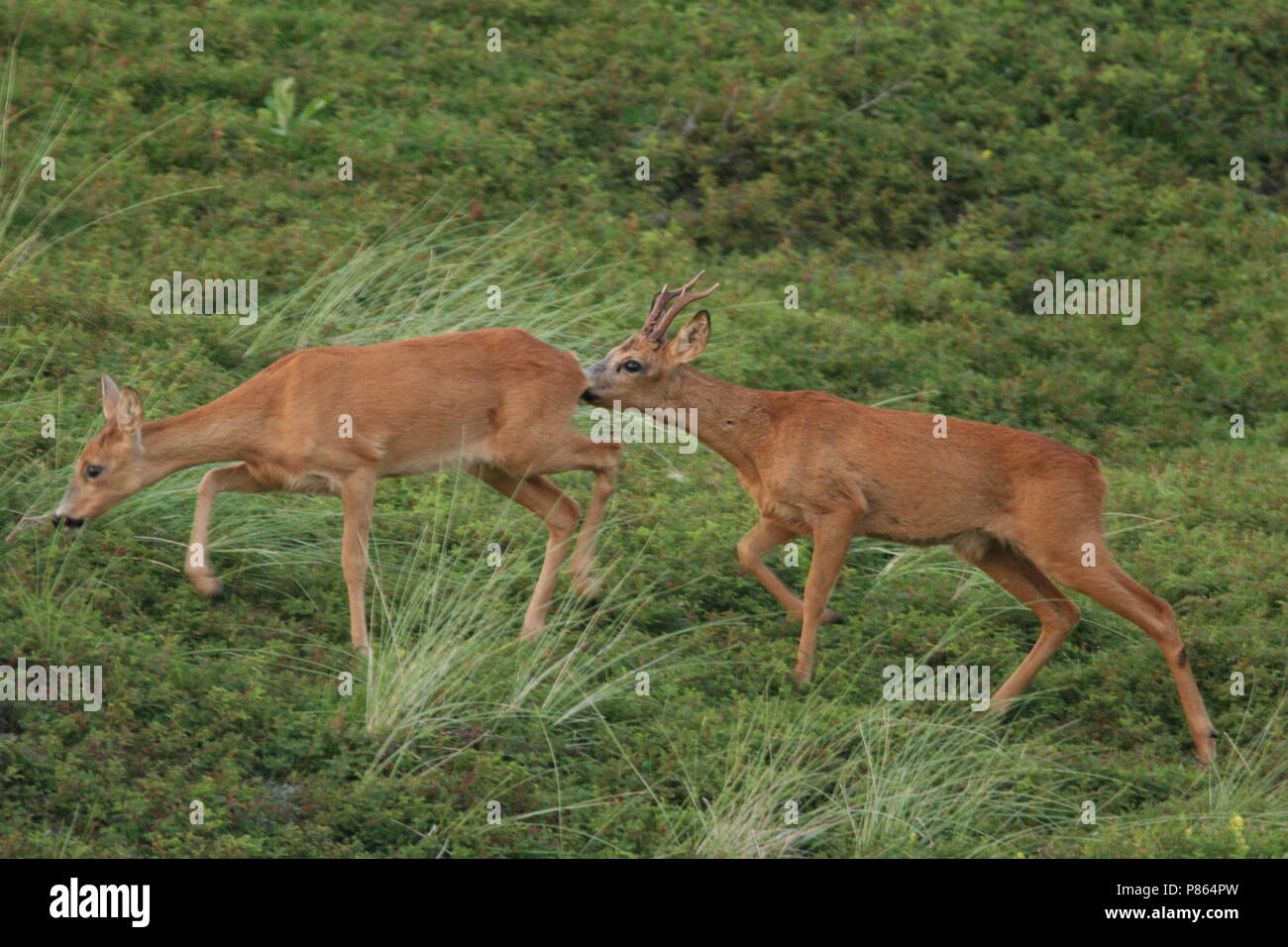 Deer mating hi-res stock photography and images - Alamy