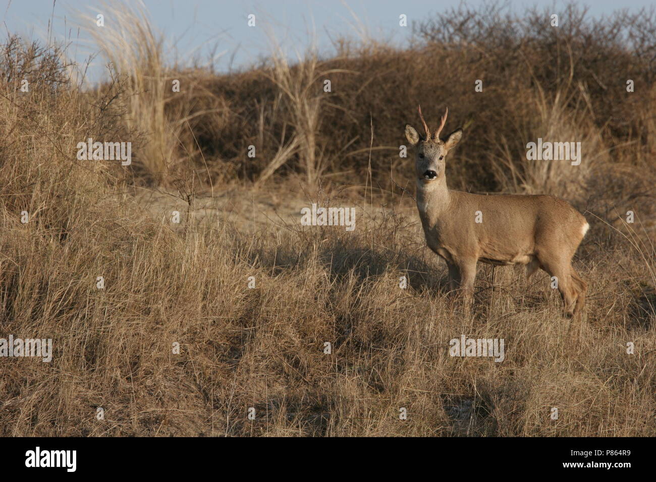 Van Ree High Resolution Stock Photography and Images - Alamy