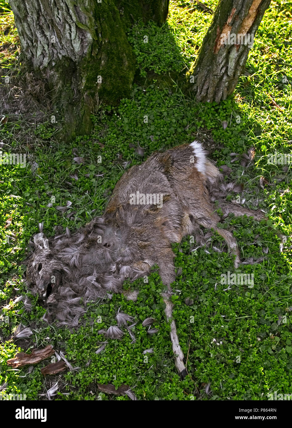 Roe deer carcass hi-res stock photography and images - Alamy