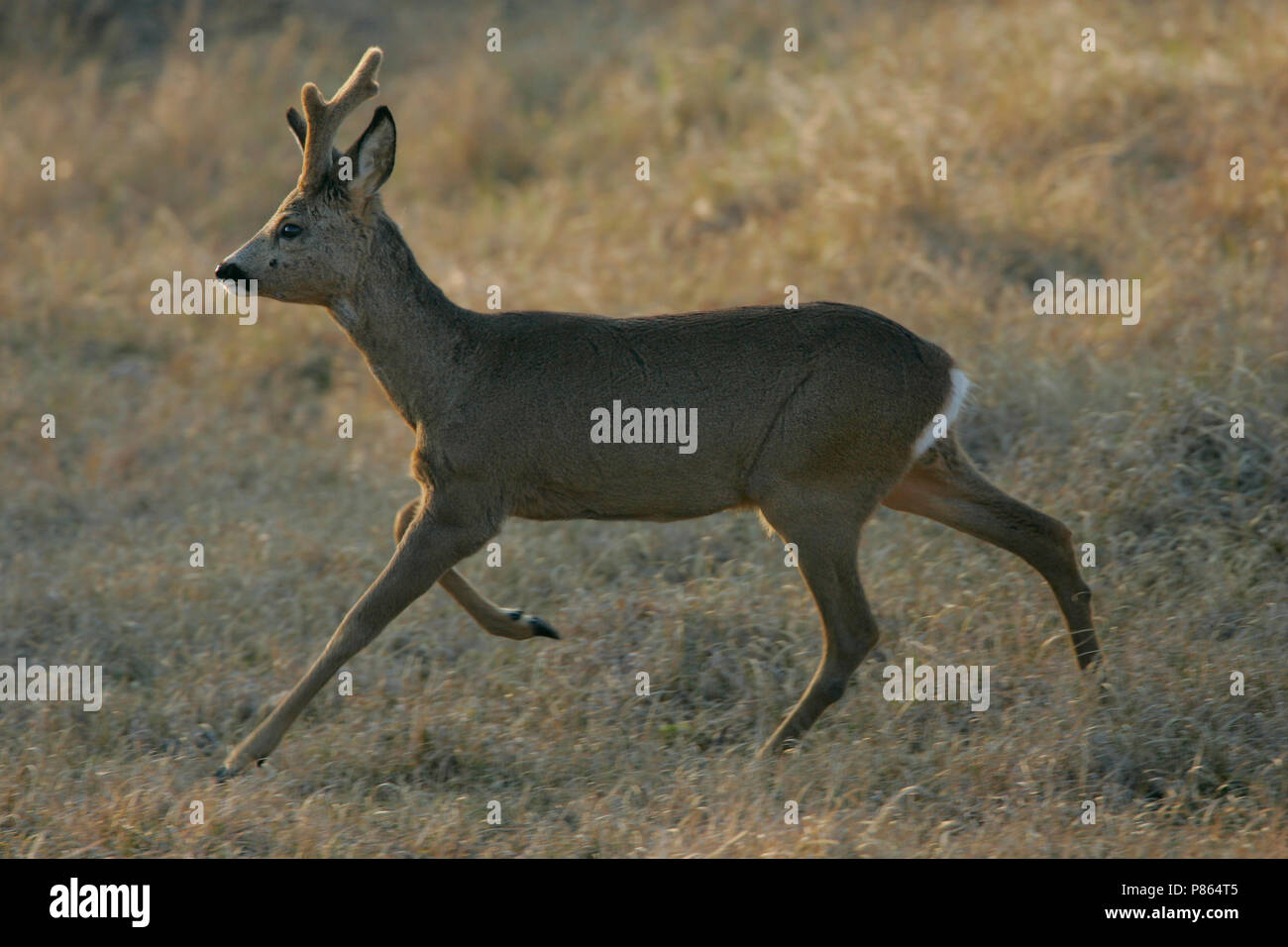 Rennend hi-res stock photography and images - Alamy