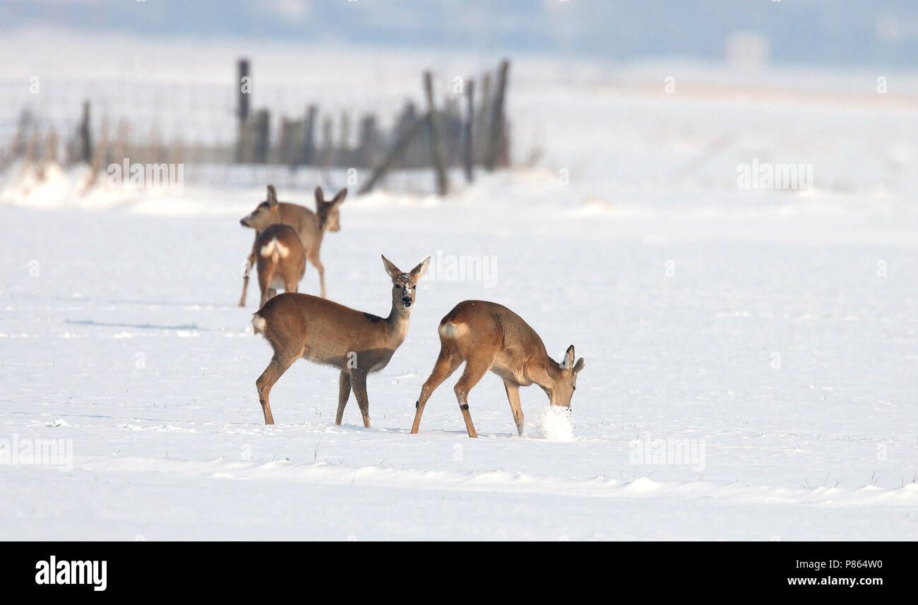 Ree in de winter; Roe Deer in winter Stock Photo - Alamy