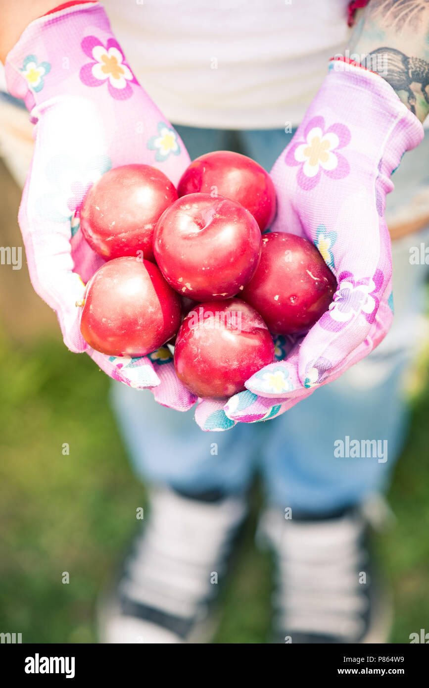 Female hands holding rope red plums in garden. Lifestyle and outdoor ...