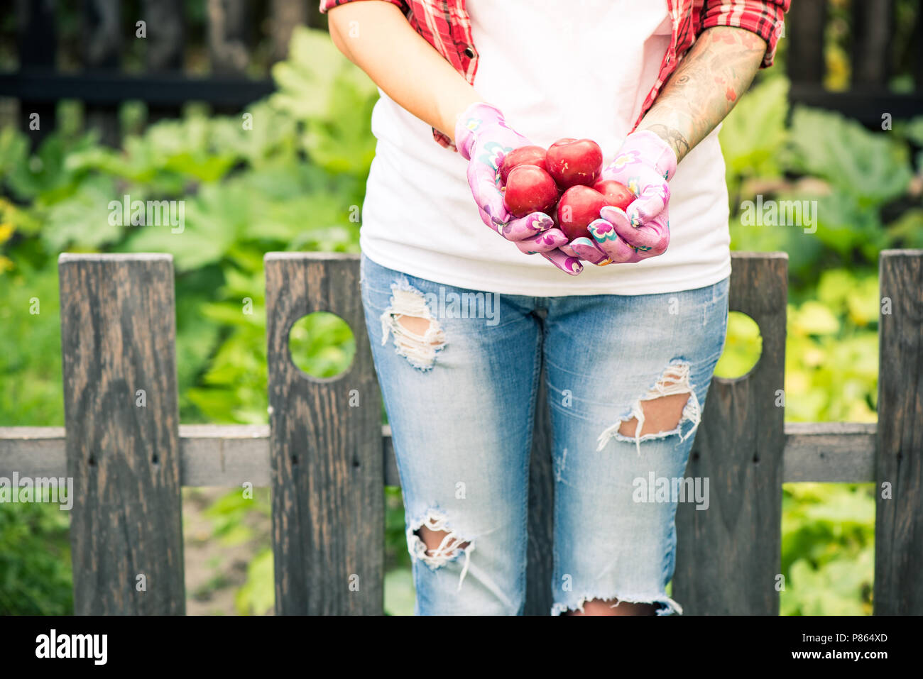 Female hands holding rope red plums in garden. Lifestyle and outdoor ...