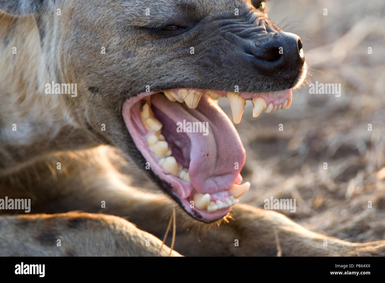 Dents De Hyène 133 Hyena Teeth Stock Photos, High Res Pictures, And