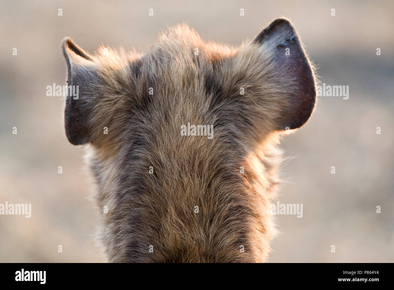 Gevlekte Hyena close-up; Spotted Hyena close up Stock Photo - Alamy
