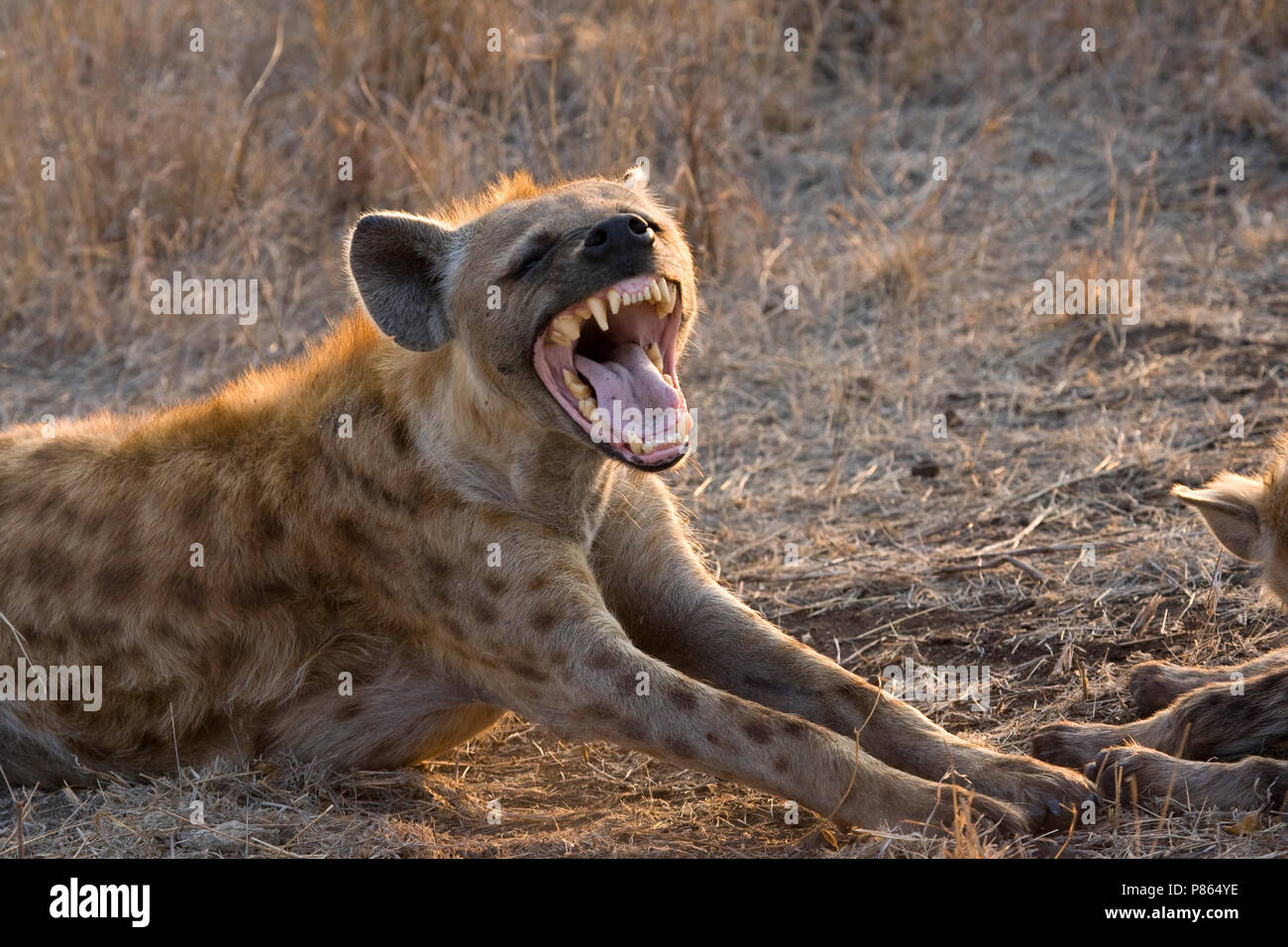 Hyena teeth hi-res stock photography and images - Alamy