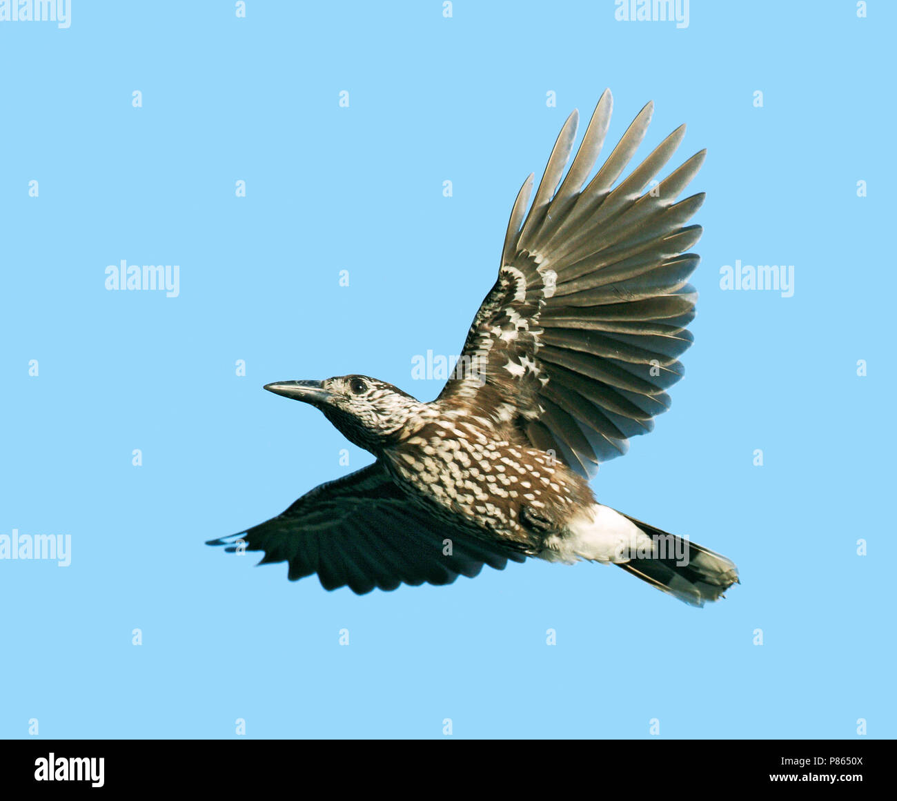 Spotted Nutcracker (Nucifraga caryocatactes Stock Photo - Alamy Spotted Nutcracker (Nucifraga caryocatactes Stock Photo - Alamy