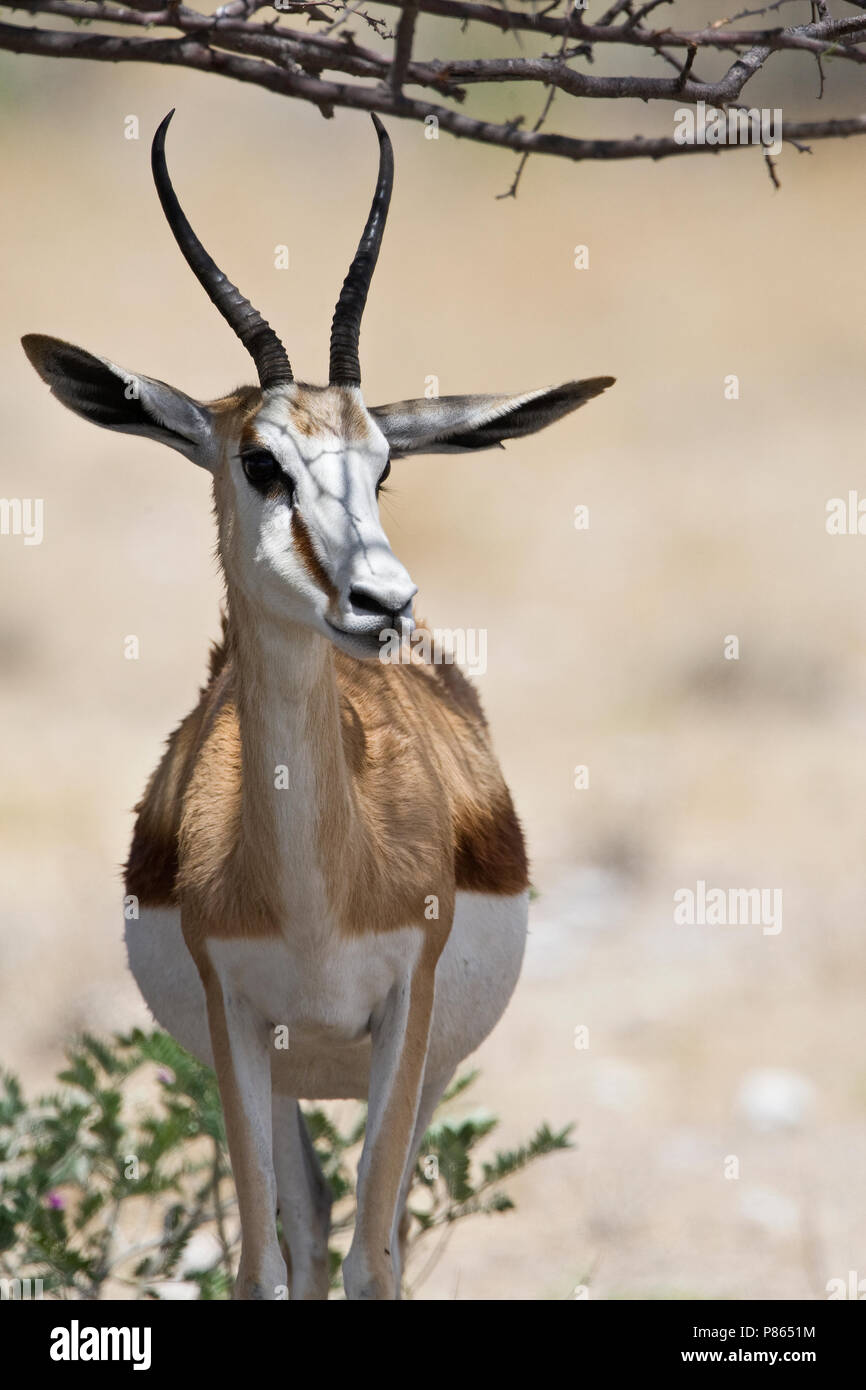 Springbok staand in schaduw Namibie, Springbok standing at shadow ...