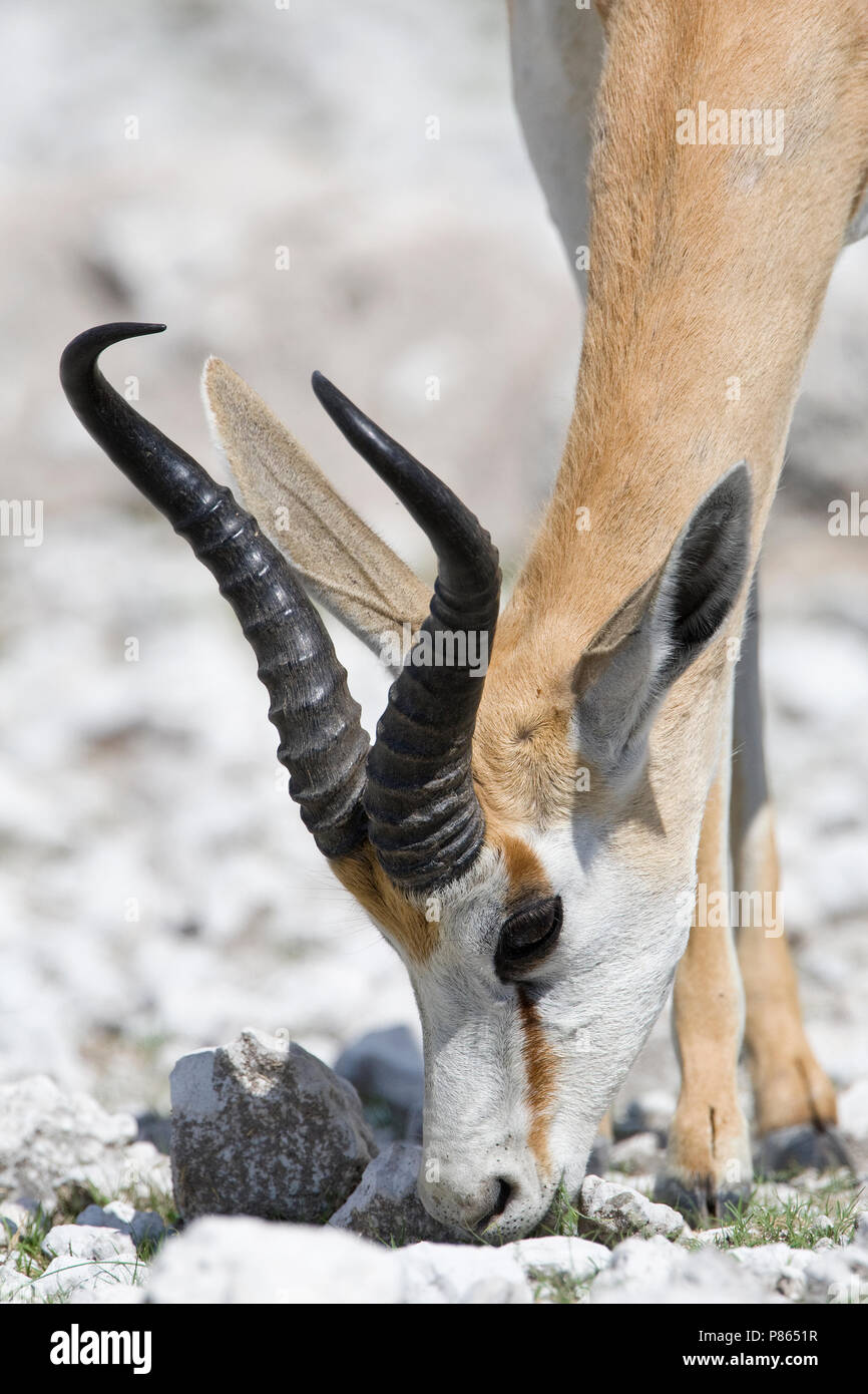 Springbok grazing hi-res stock photography and images - Alamy