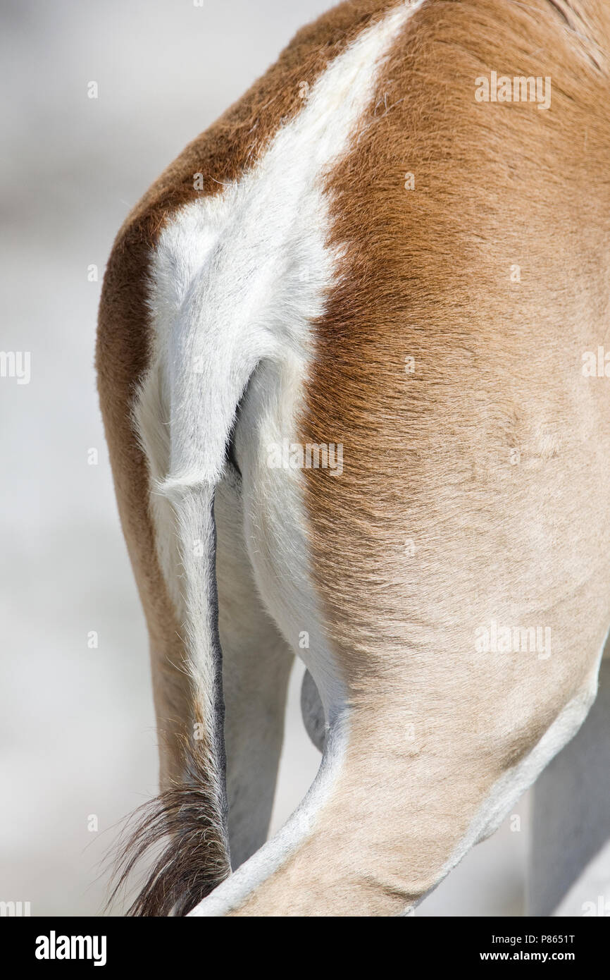 Antílope springbok hi-res stock photography and images - Alamy